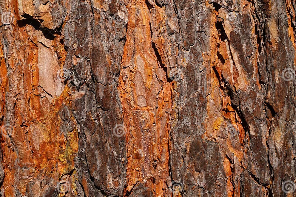 Tree Bark in the Forest. Tree Bark Texture Stock Photo - Image of ...