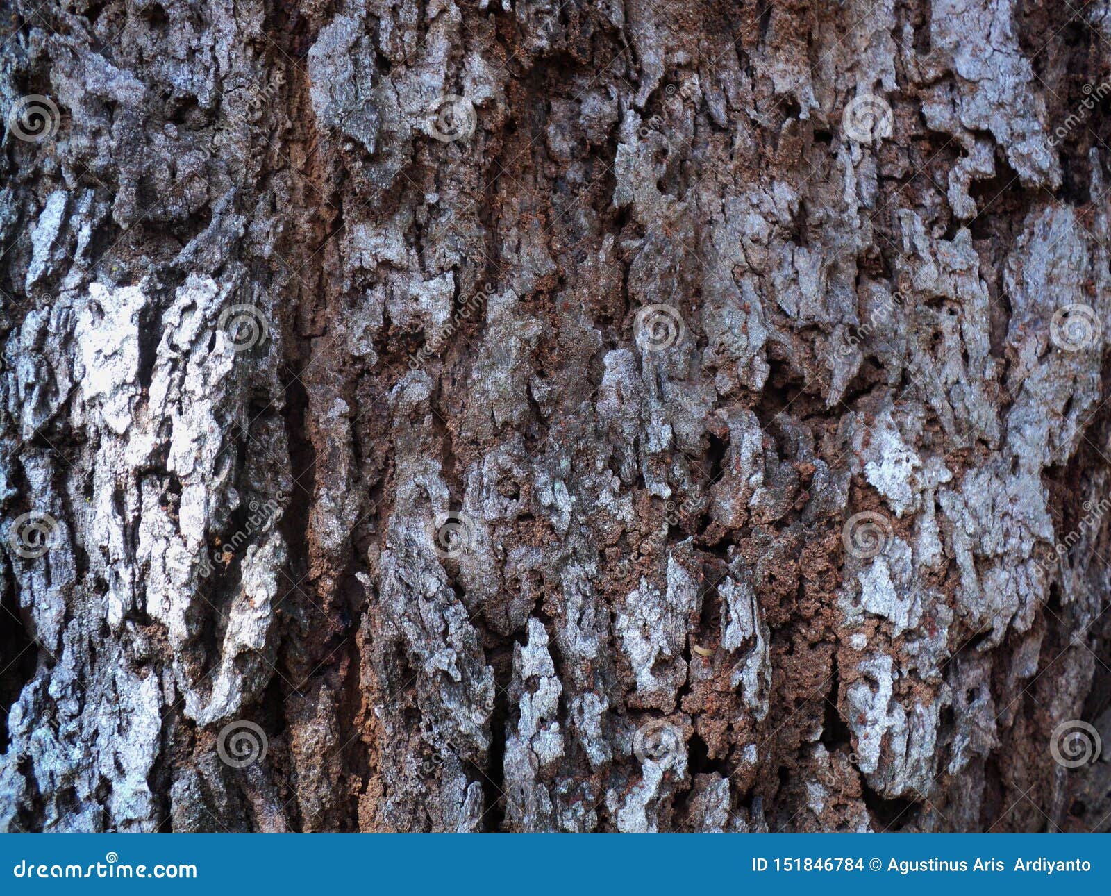 Tree Bark in the Form of Abstract Stock Photo - Image of green, hard ...