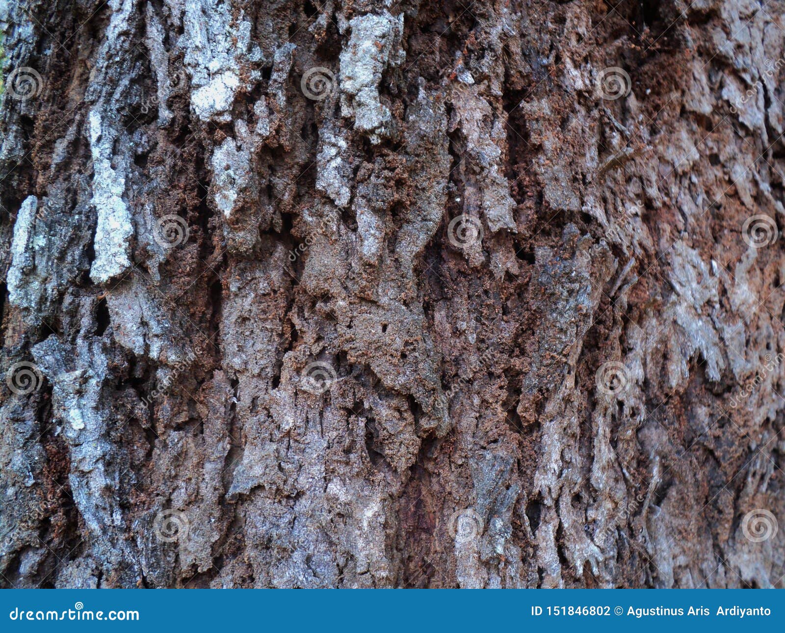 Tree Bark in the Form of Abstract Stock Photo - Image of hard ...