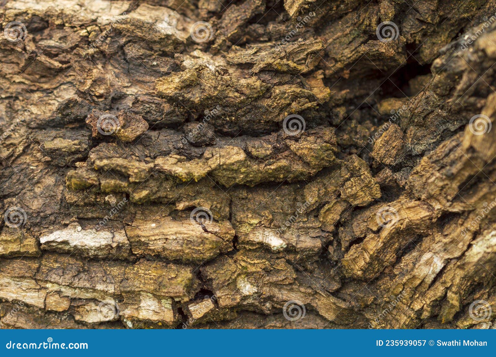 Tree Bark Forming a Beautiful Texture Pattern Background Stock Image ...