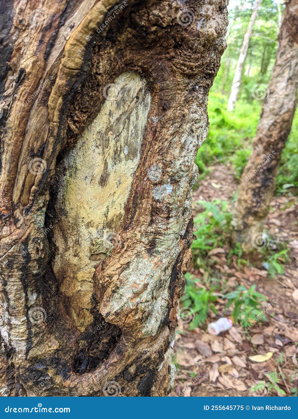 Tree with bark fungus stock image. Image of mold, fungus - 255645775