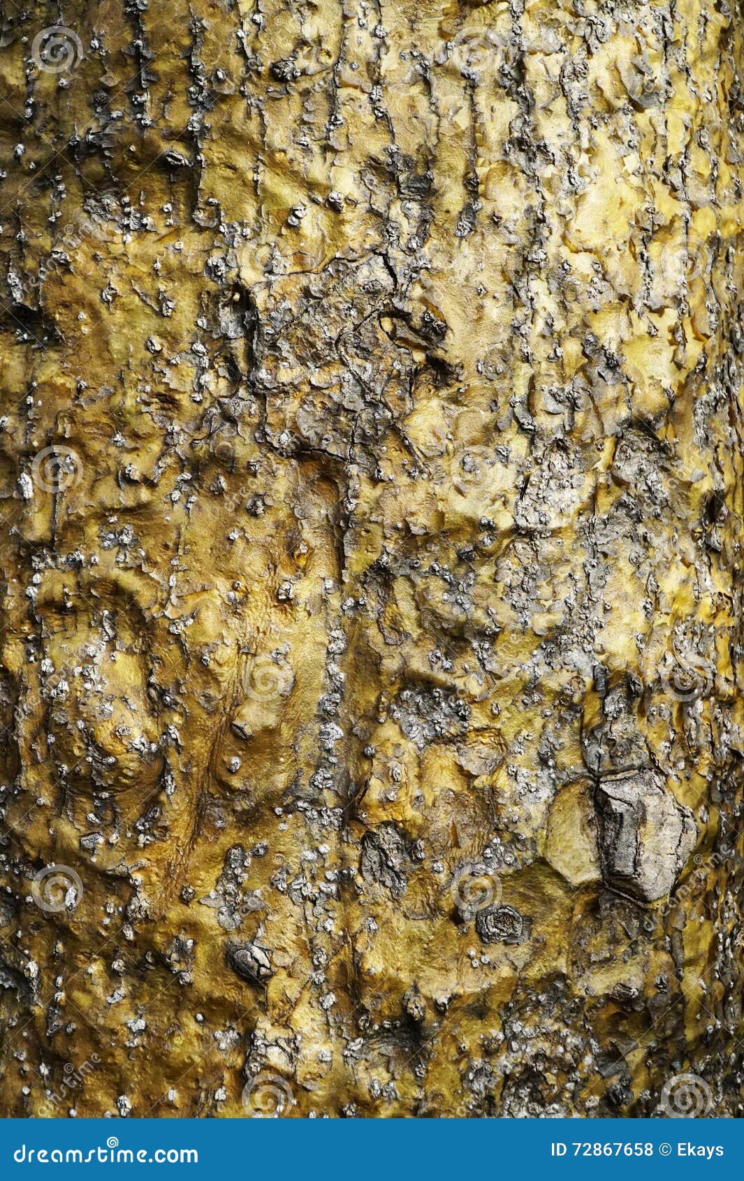 Unusual Gold Bark on an Australian Native Tree Stock Photo - Image of ...
