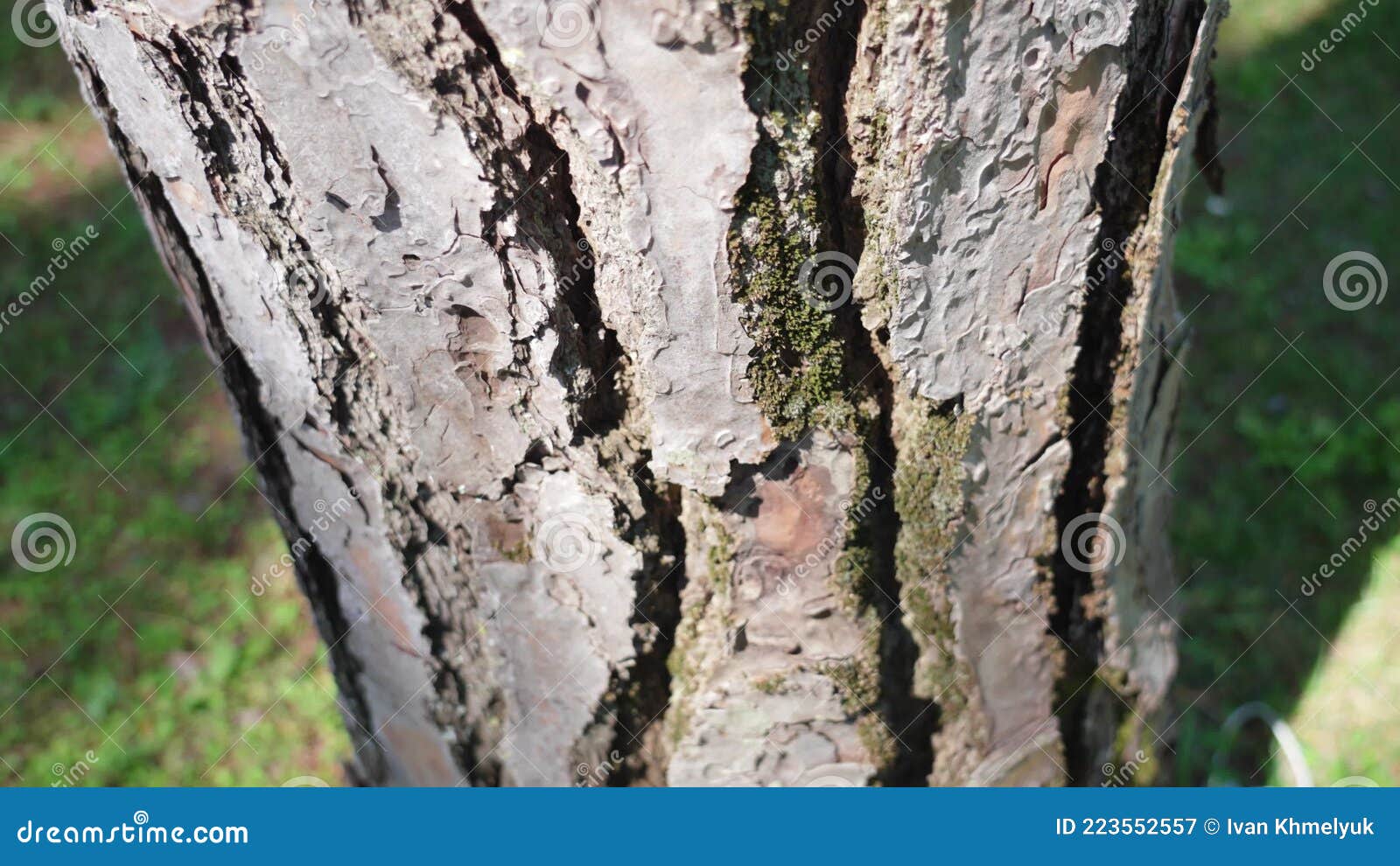 Tree Bark on the Green Lawn Stock Video - Video of spring, leaf: 223552557