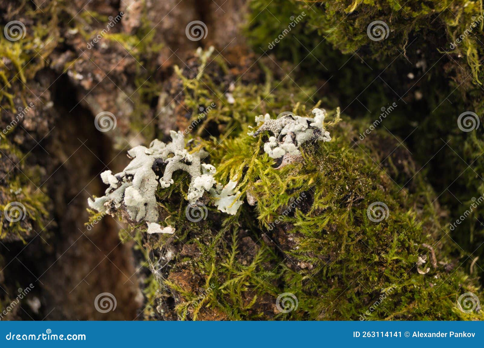 Tree Bark with Green Moss and Lichens Stock Image - Image of grow ... Tree Bark with Green Moss and Lichens Stock Image - Image of grow ...