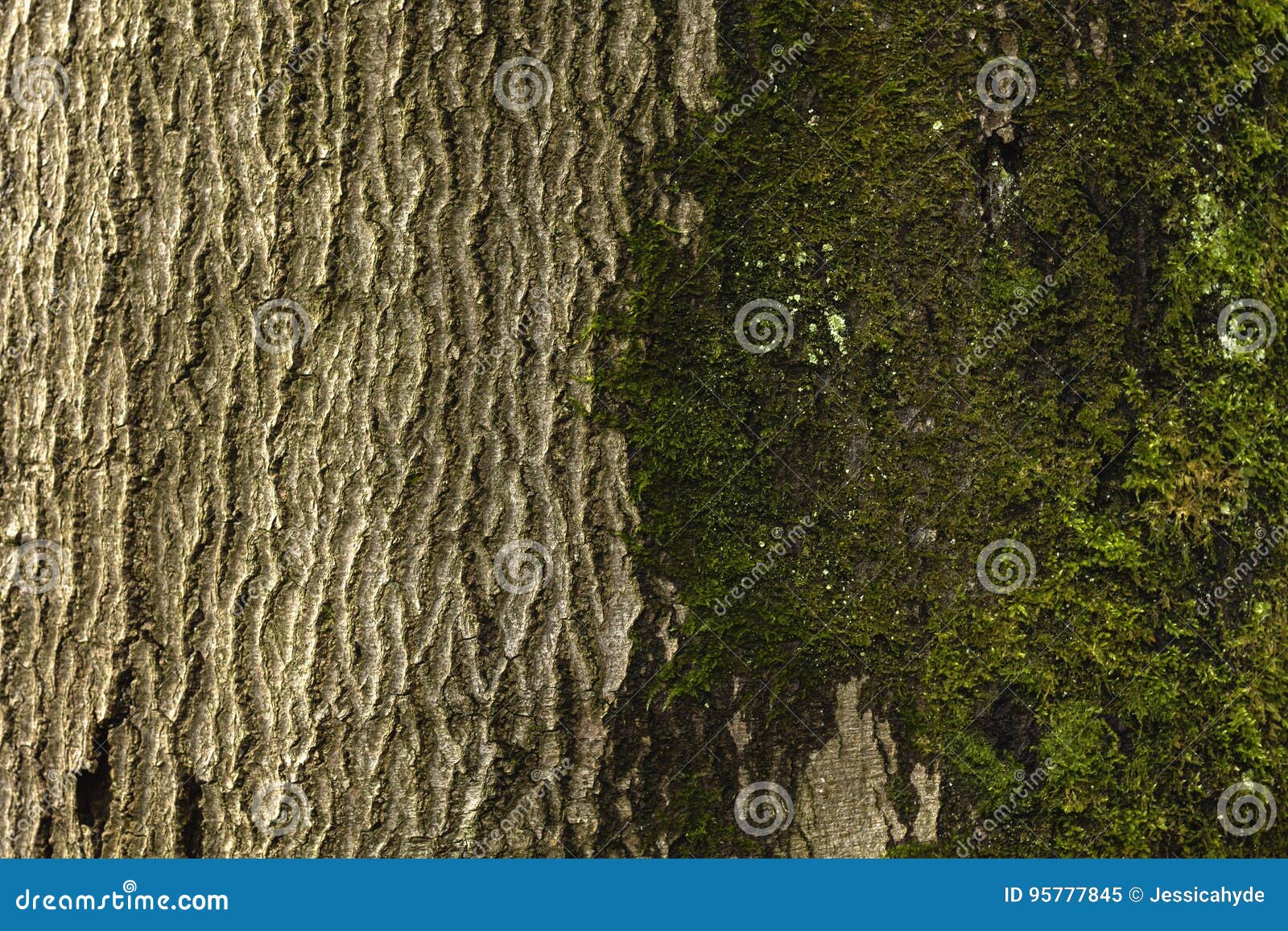 Tree bark and green moss stock image. Image of natural - 95777845