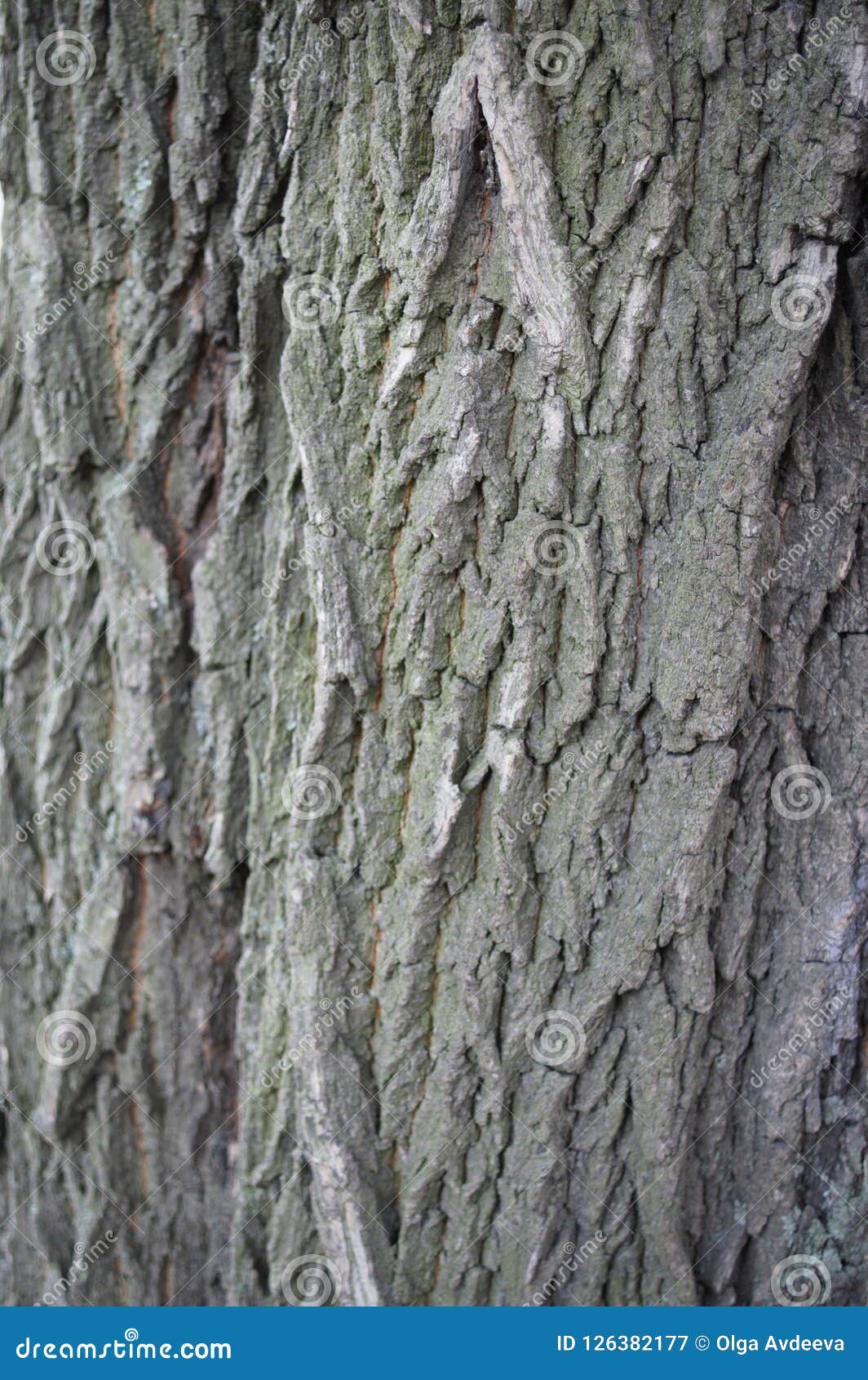 Tree bark grey. Background stock image. Image of grey - 126382177