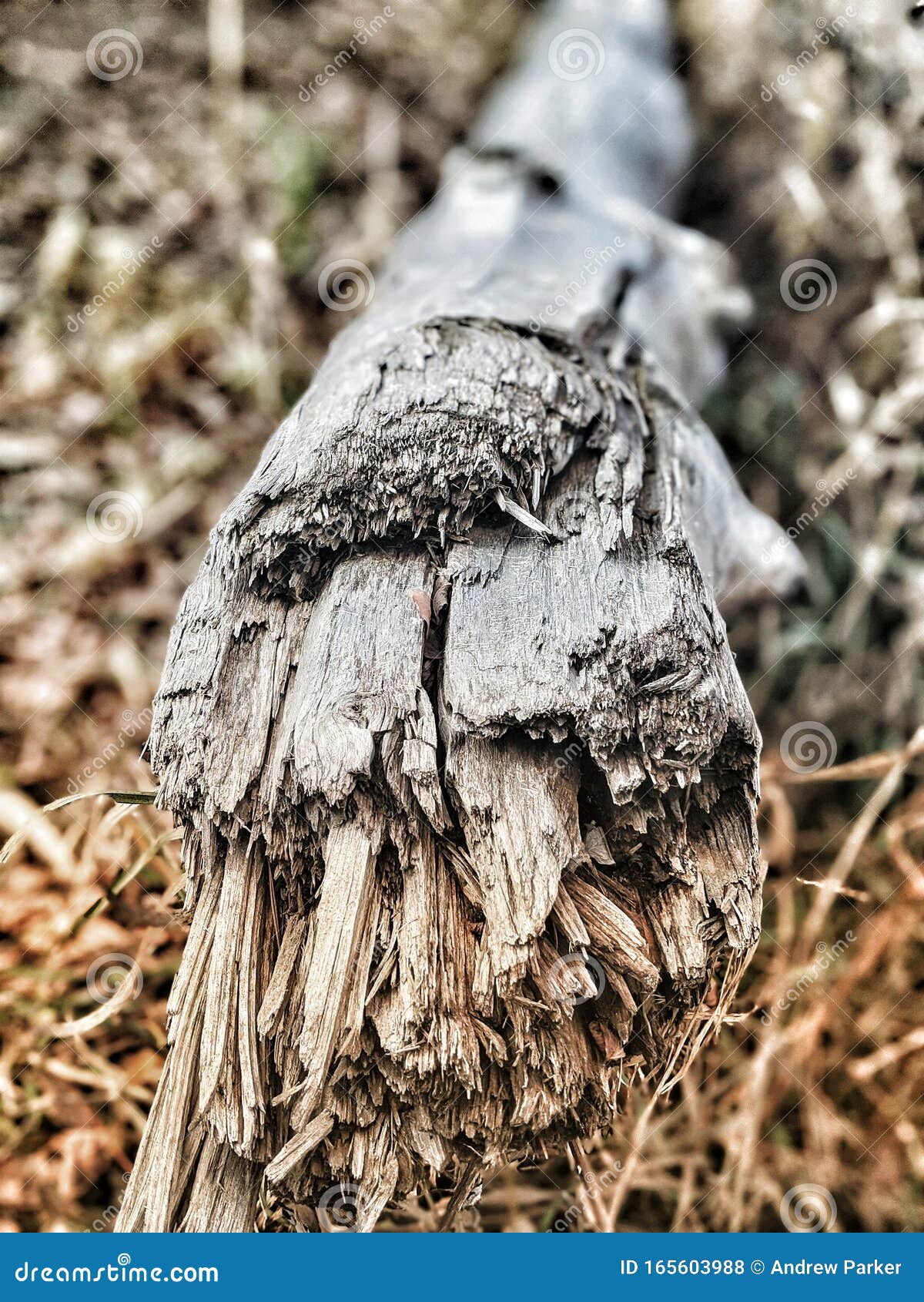 Tree Bark Ground Fallen Wood Stock Photo - Image of wood, fallen: 165603988