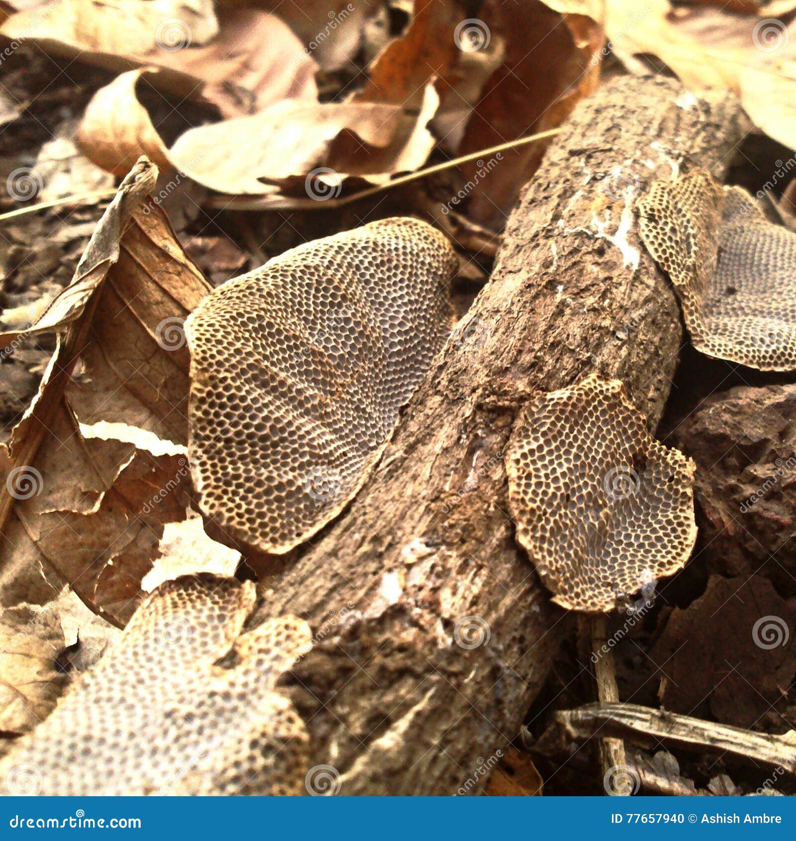Tree bark on the ground stock photo. Image of fallen - 77657940