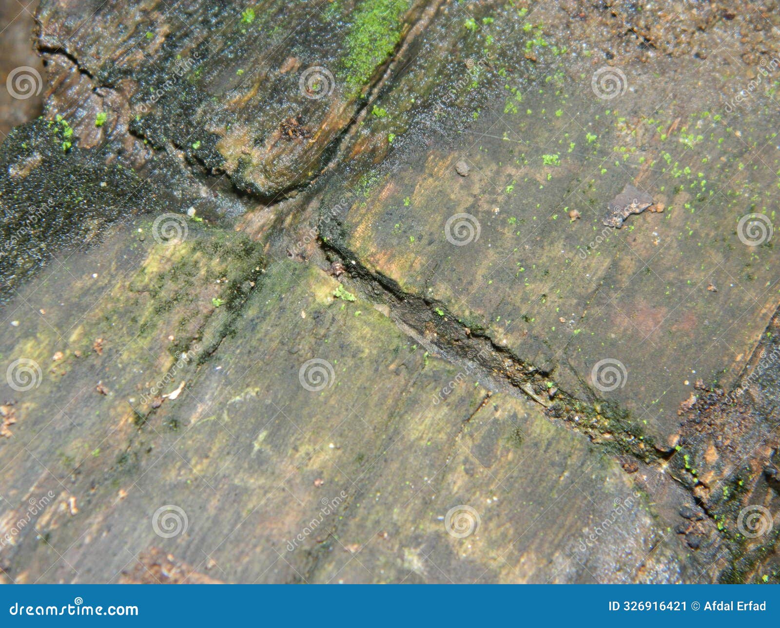 Tree Bark. Scratchy Pattern. Abstract Grainy Background Stock Image ...