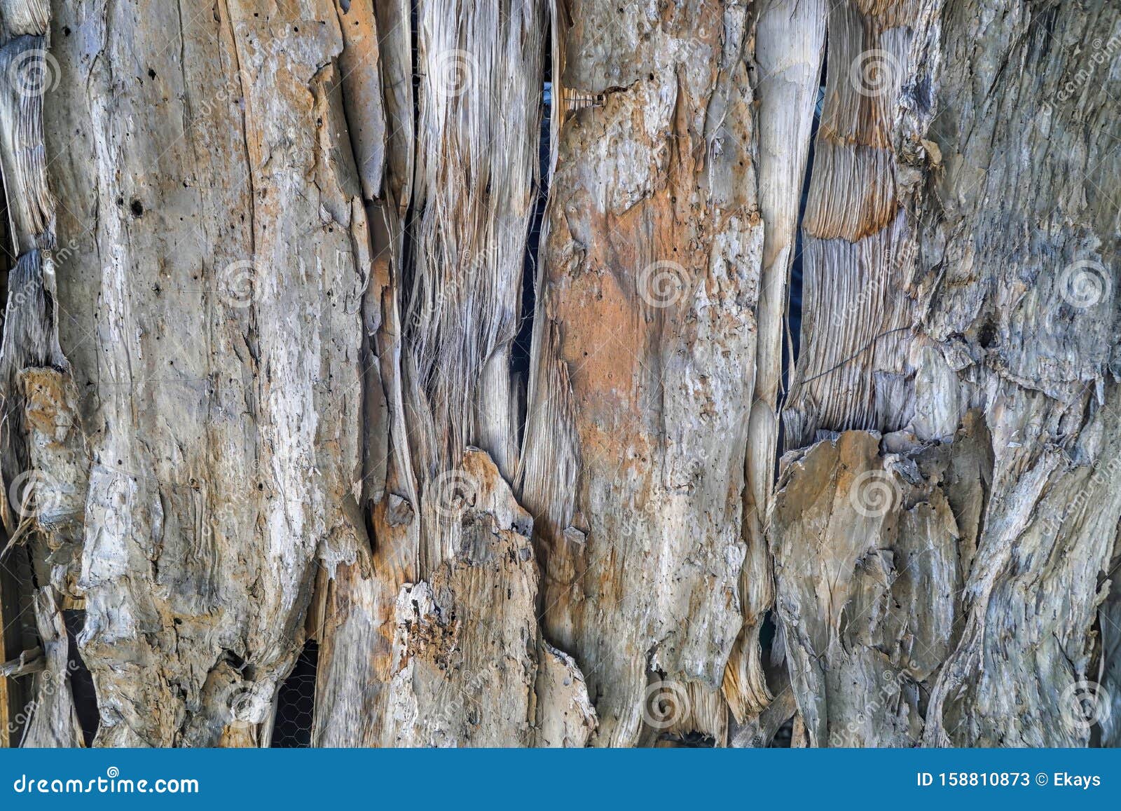 Tree bark of a gum tree stock image. Image of melaleuca - 158810873