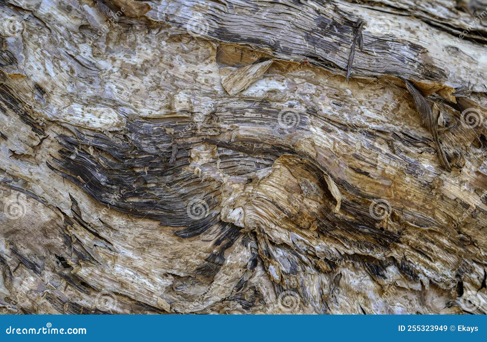 Gum Tree Bark Close Up View Stock Image - Image of background, rough ...