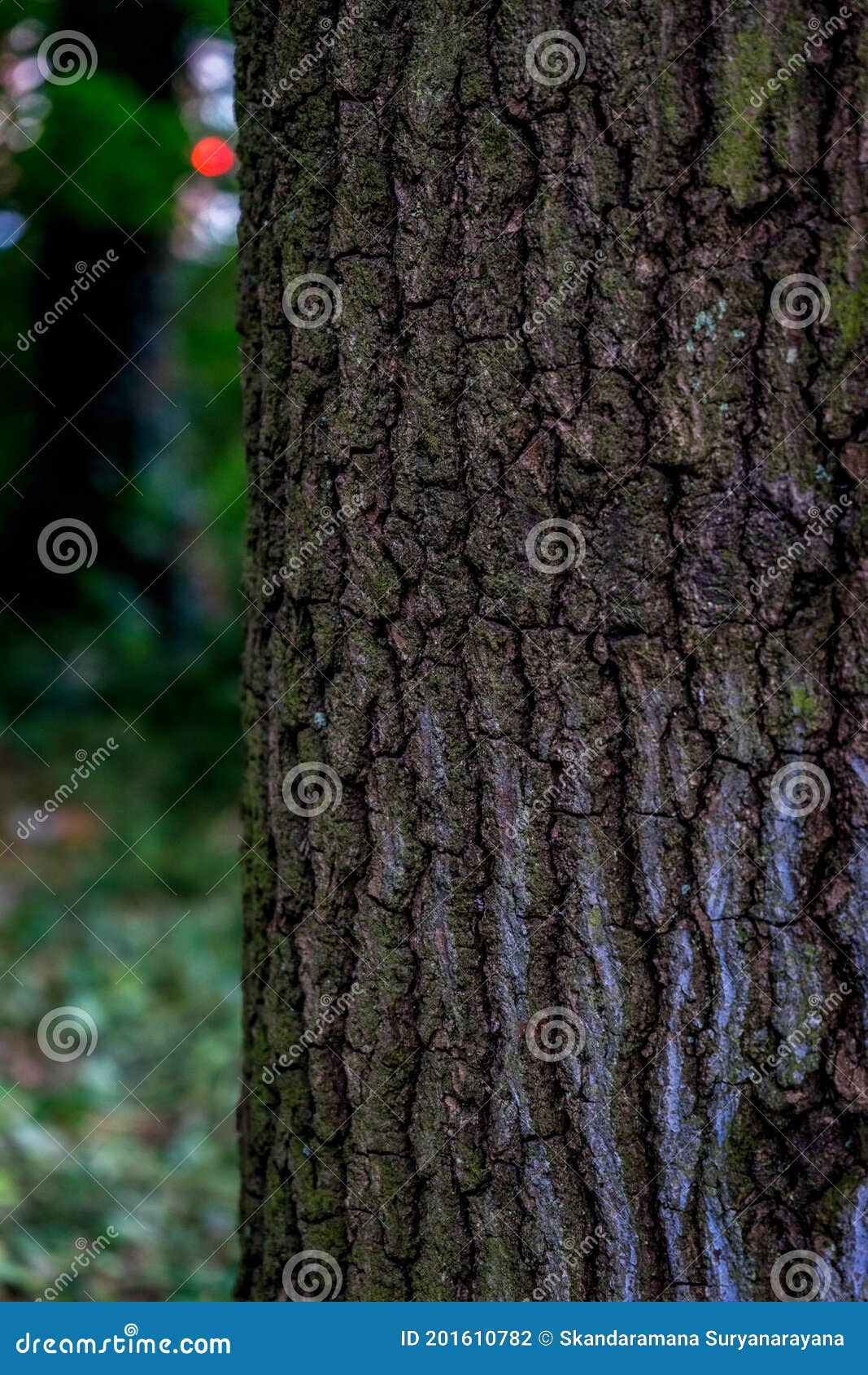 A Tree Bark in Haagse Bos, Forest in the Hague Stock Photo - Image of ...