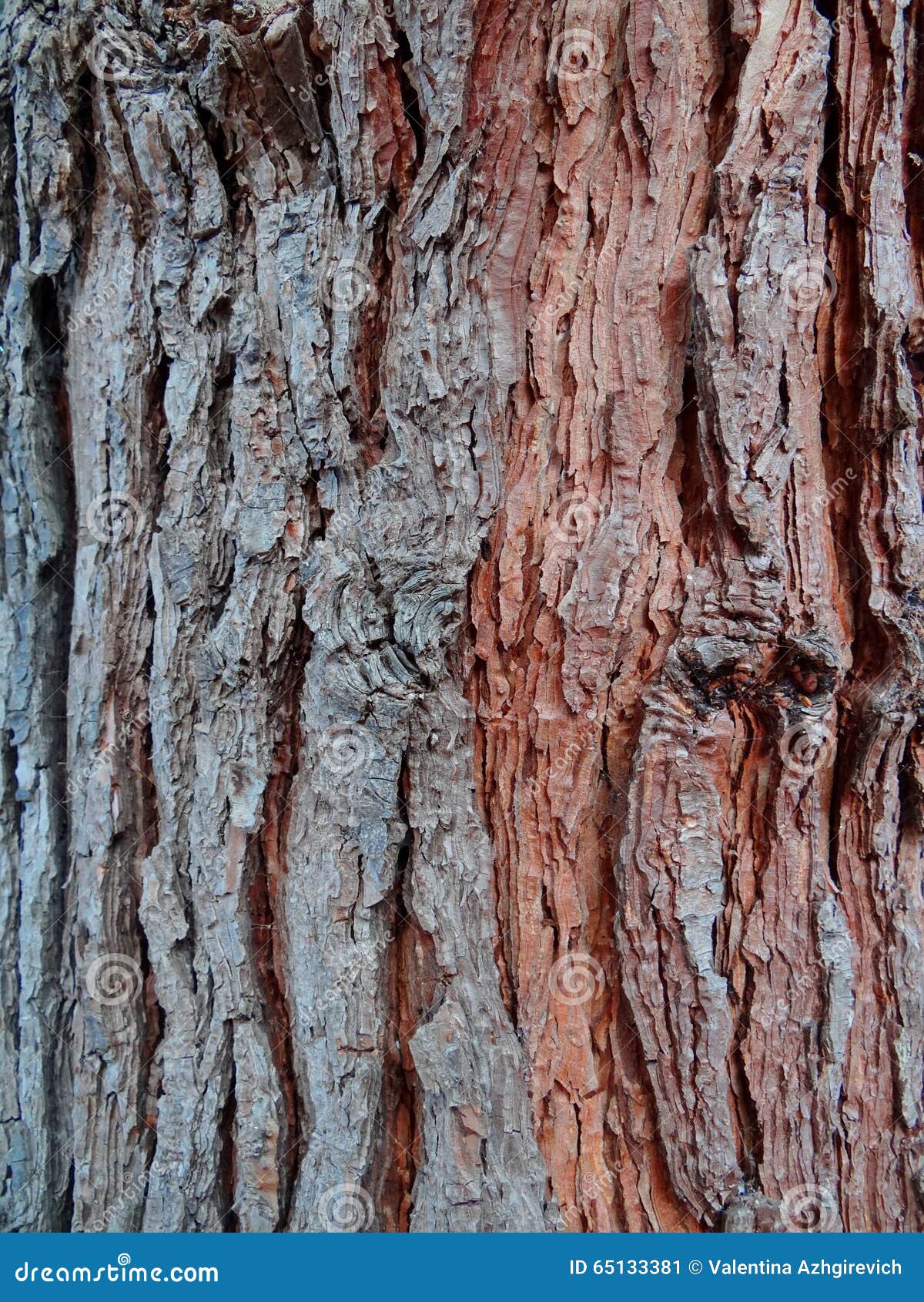 Tree bark stock image. Image of natural, gray, tree, pattern - 65133381