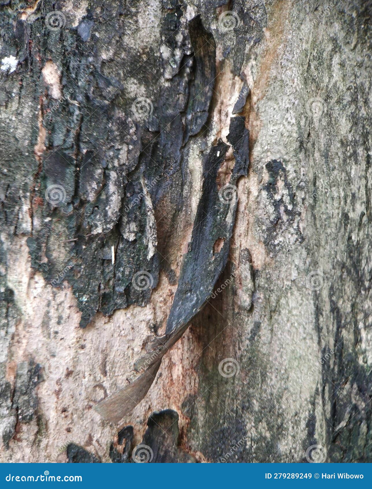Tree Bark that Has Dried and Peeled Off Stock Image - Image of peeled ...