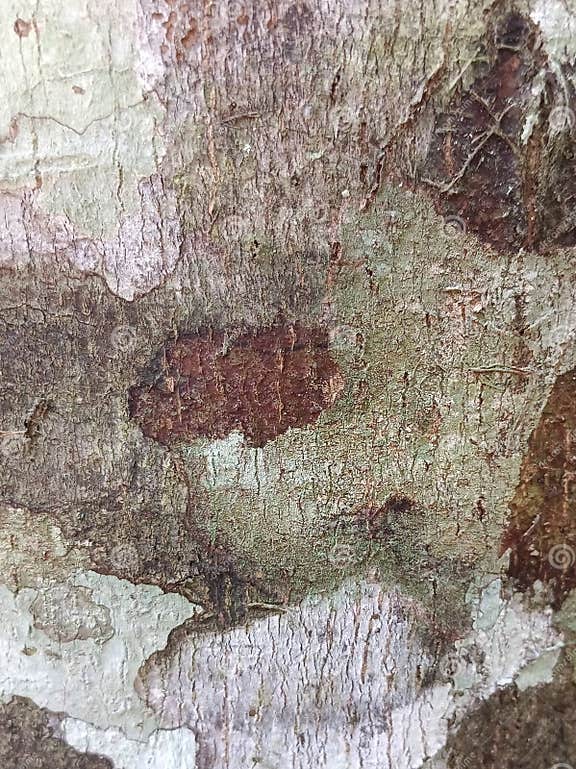 The Back of the Most Unique Tree Bark Stock Image - Image of geology ...