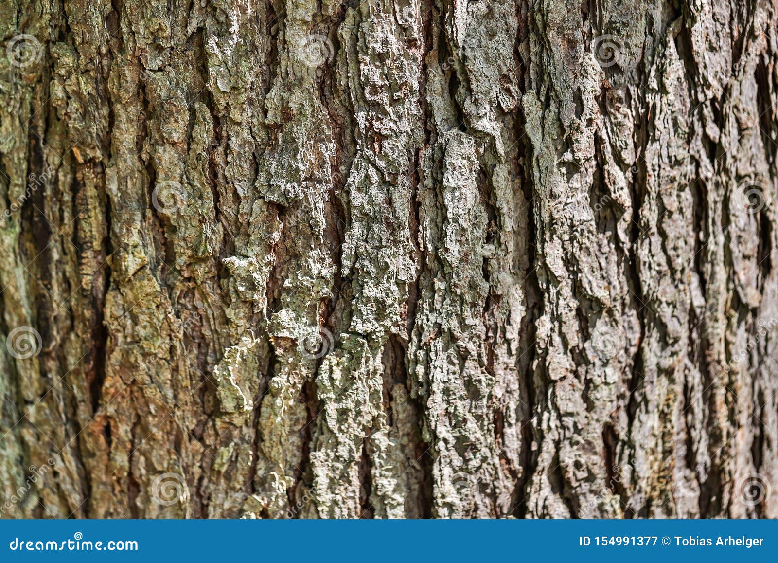 Tree bark hdr texture stock image. Image of branch, bark - 154991377