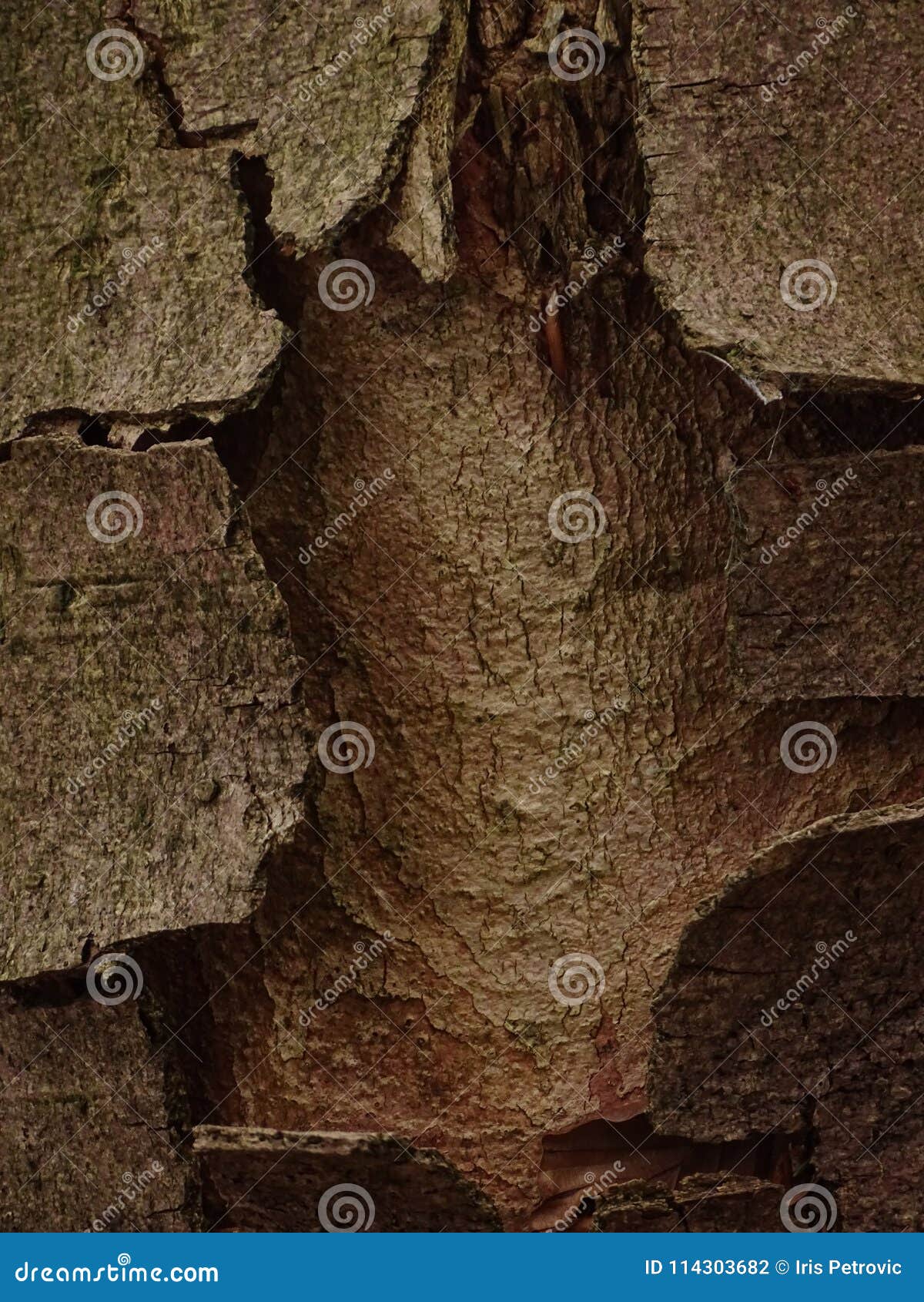 Tree bark with hole stock photo. Image of plant, wood - 114303682