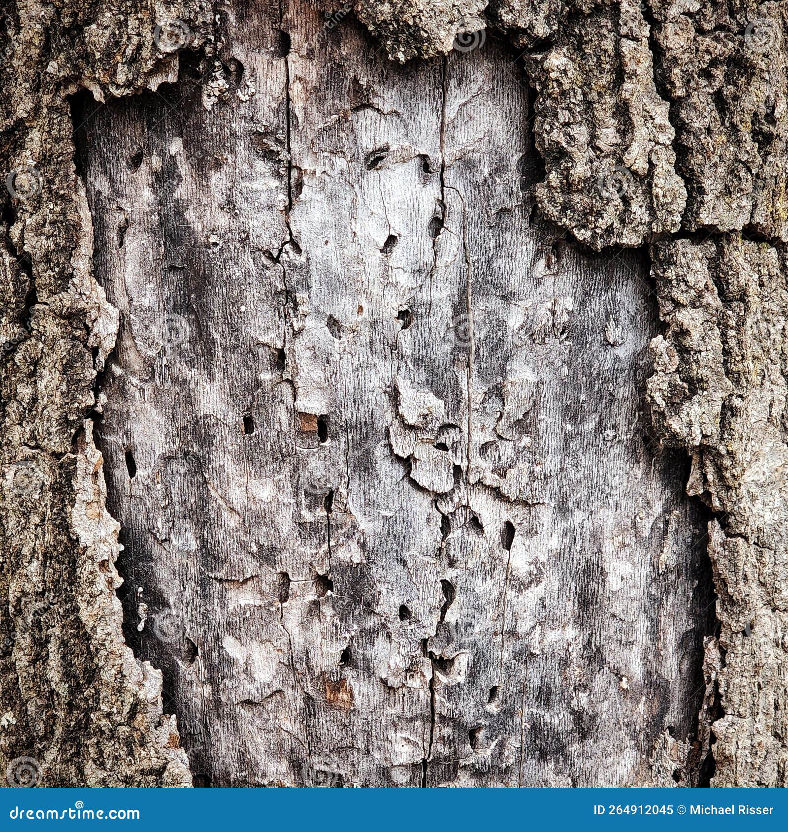 Tree Bark on a Tree with Holes Stock Image - Image of pattern, texture ...