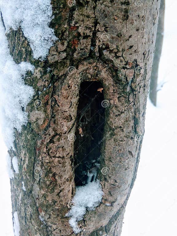 Tree bark stock photo. Image of snow, tree, winter, bark - 137742832