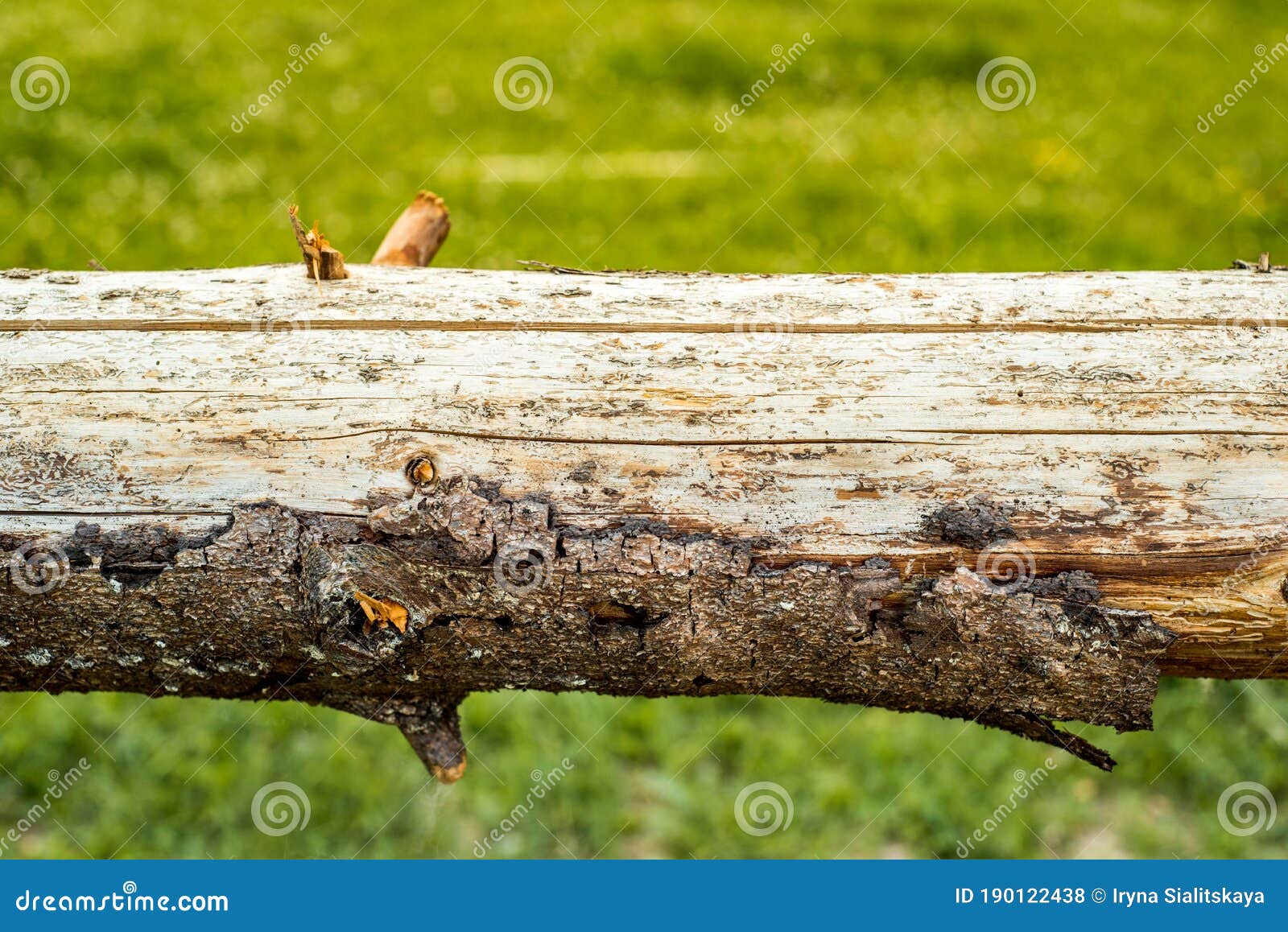 Tree Bark. Horizontal Tree Trunk in the Forest. Fence Log, Texture ...