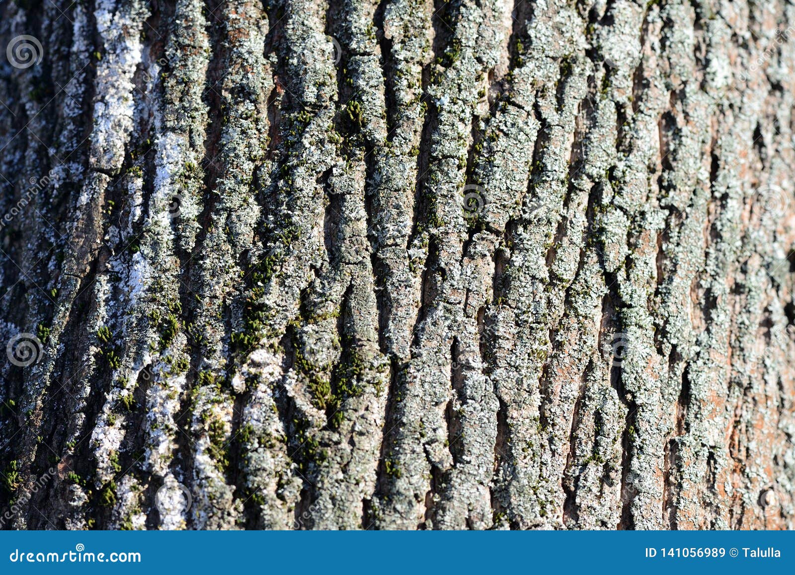 Tree Bark Illuminated by the Sun Texture Background Stock Image - Image ...