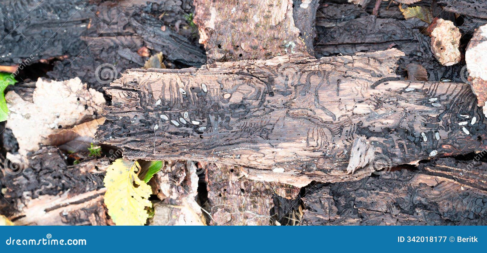 Tree Bark Infested with Bark Beetle, Galleries and Single Winding ...