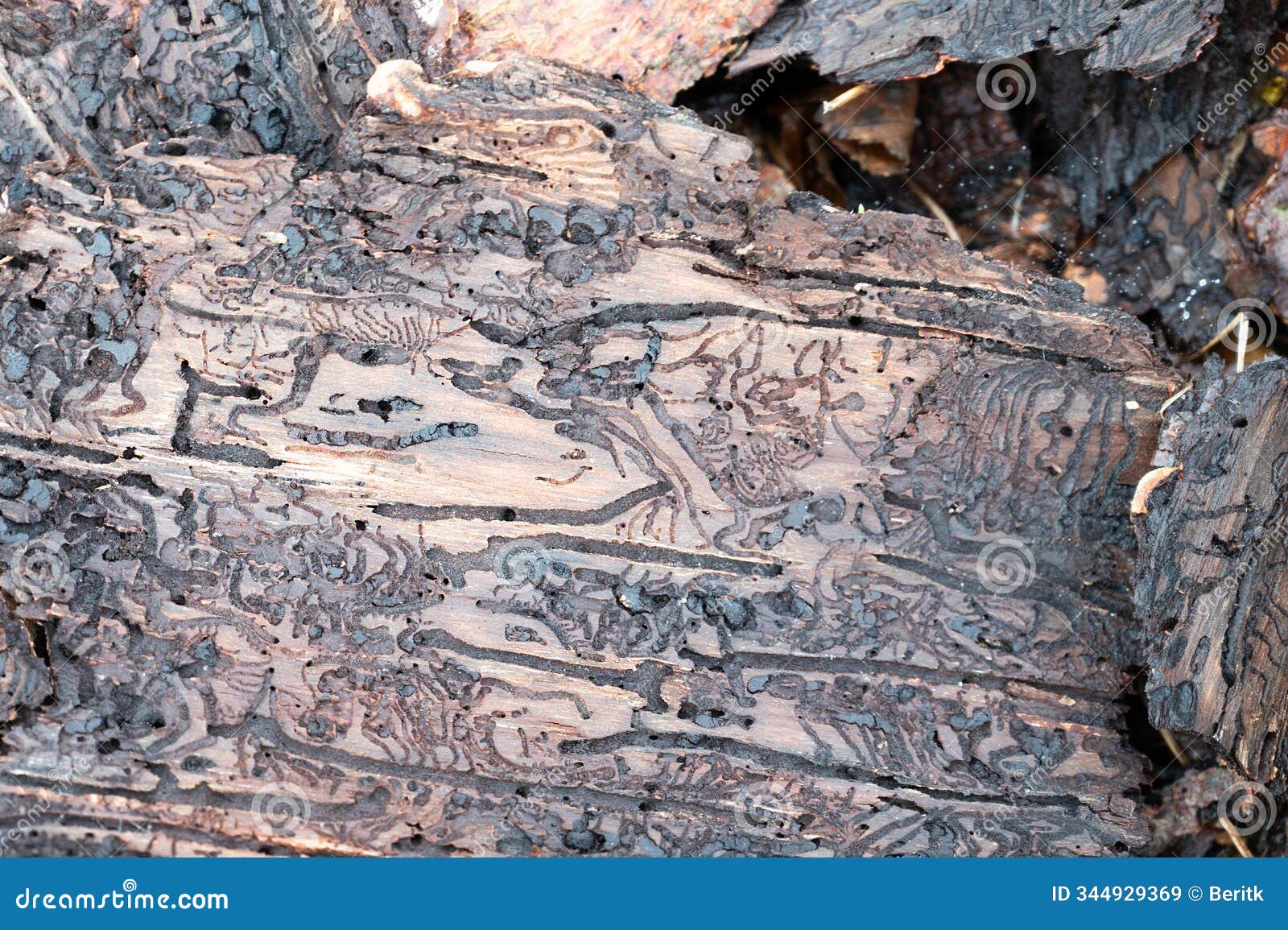 Tree Bark Infested with Bark Beetle, Galleries and Single Winding ...