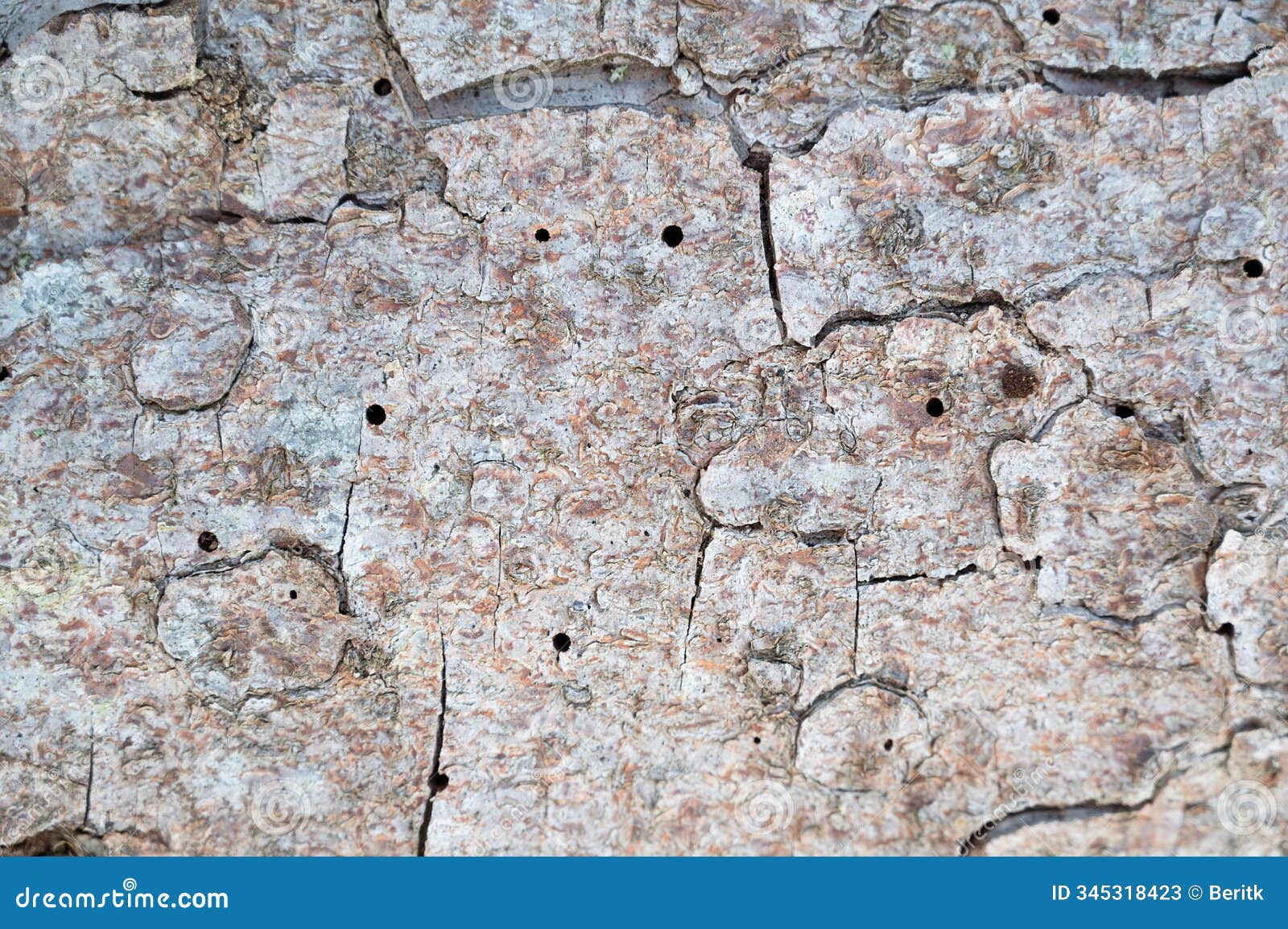 Tree Bark Infested with Bark Beetle, Galleries and Single Winding ...