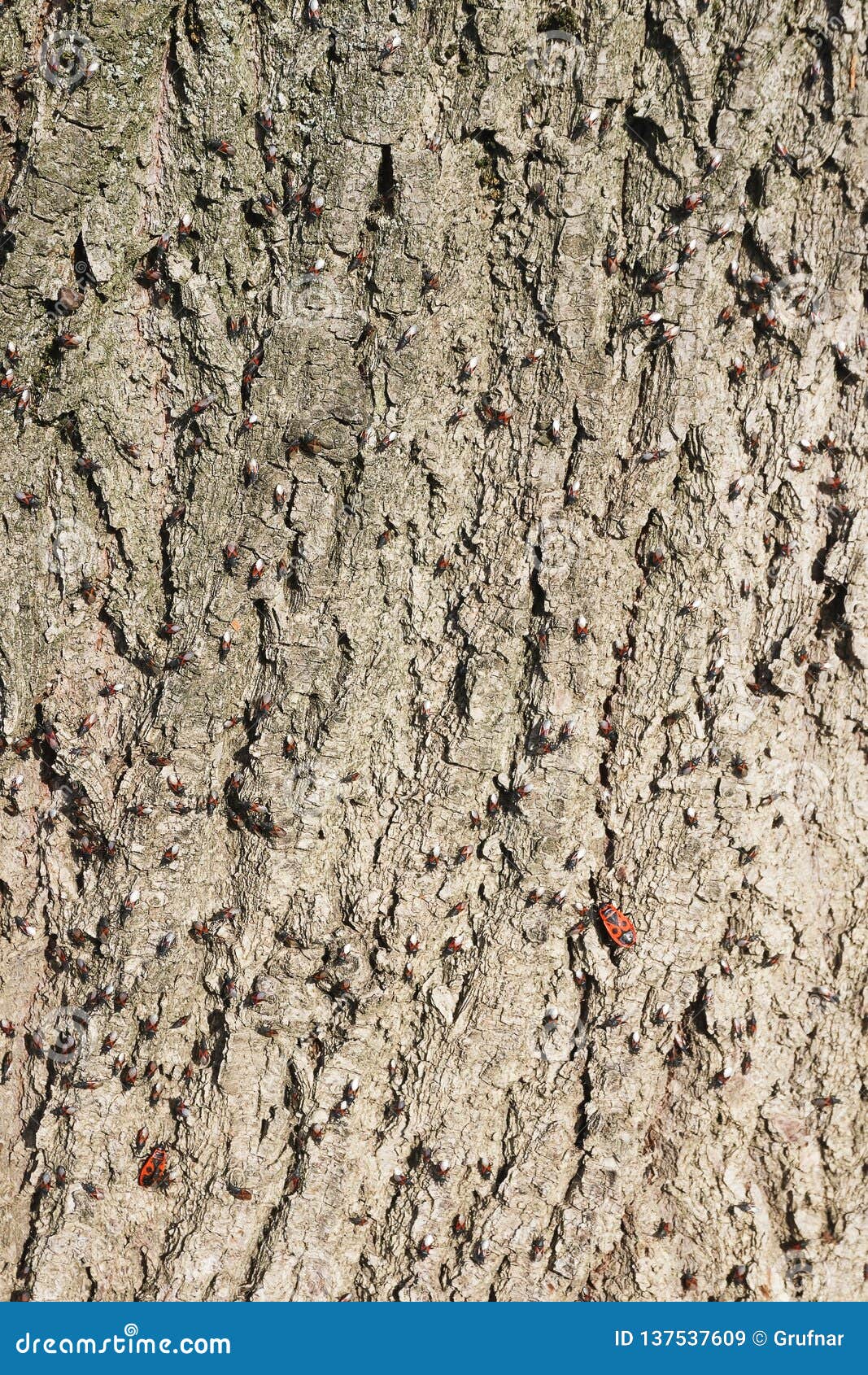 Tree Bark Infested with Bugs Stock Image - Image of tree, creature ...