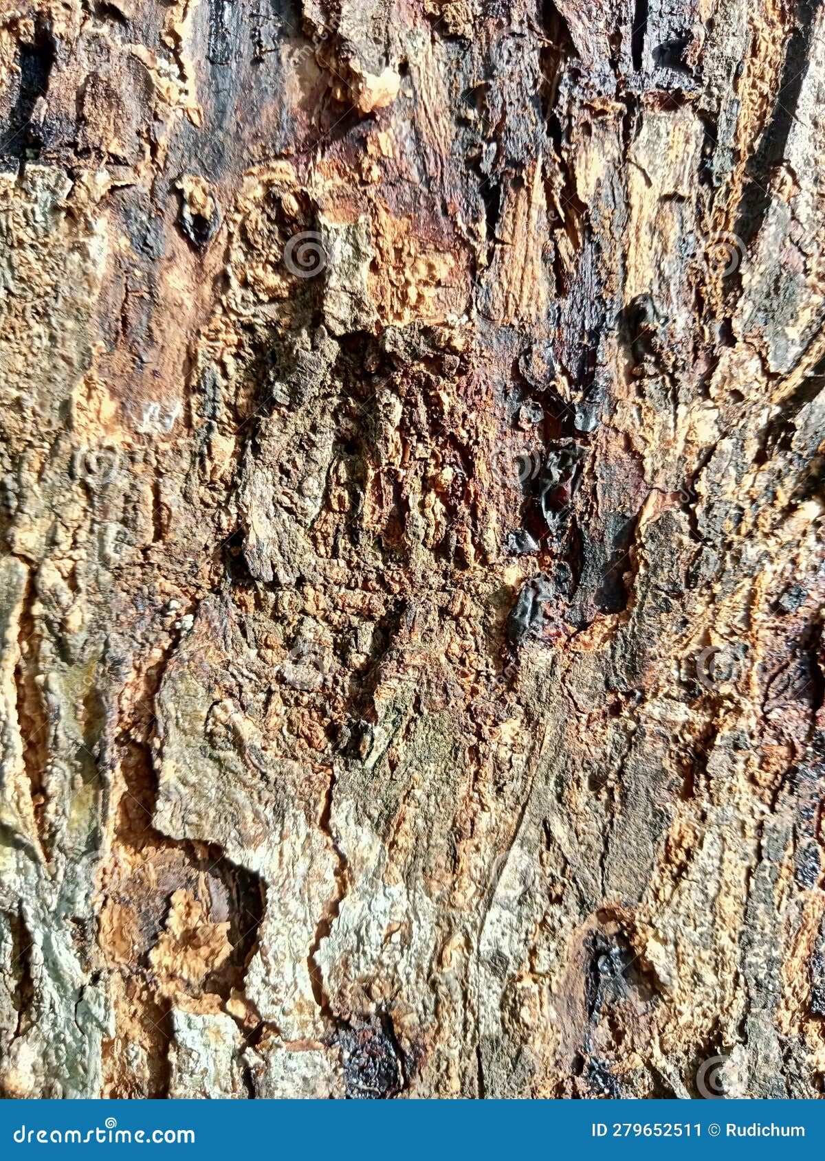 Tree Bark Injured by Human Activity Stock Image - Image of human, tree ...