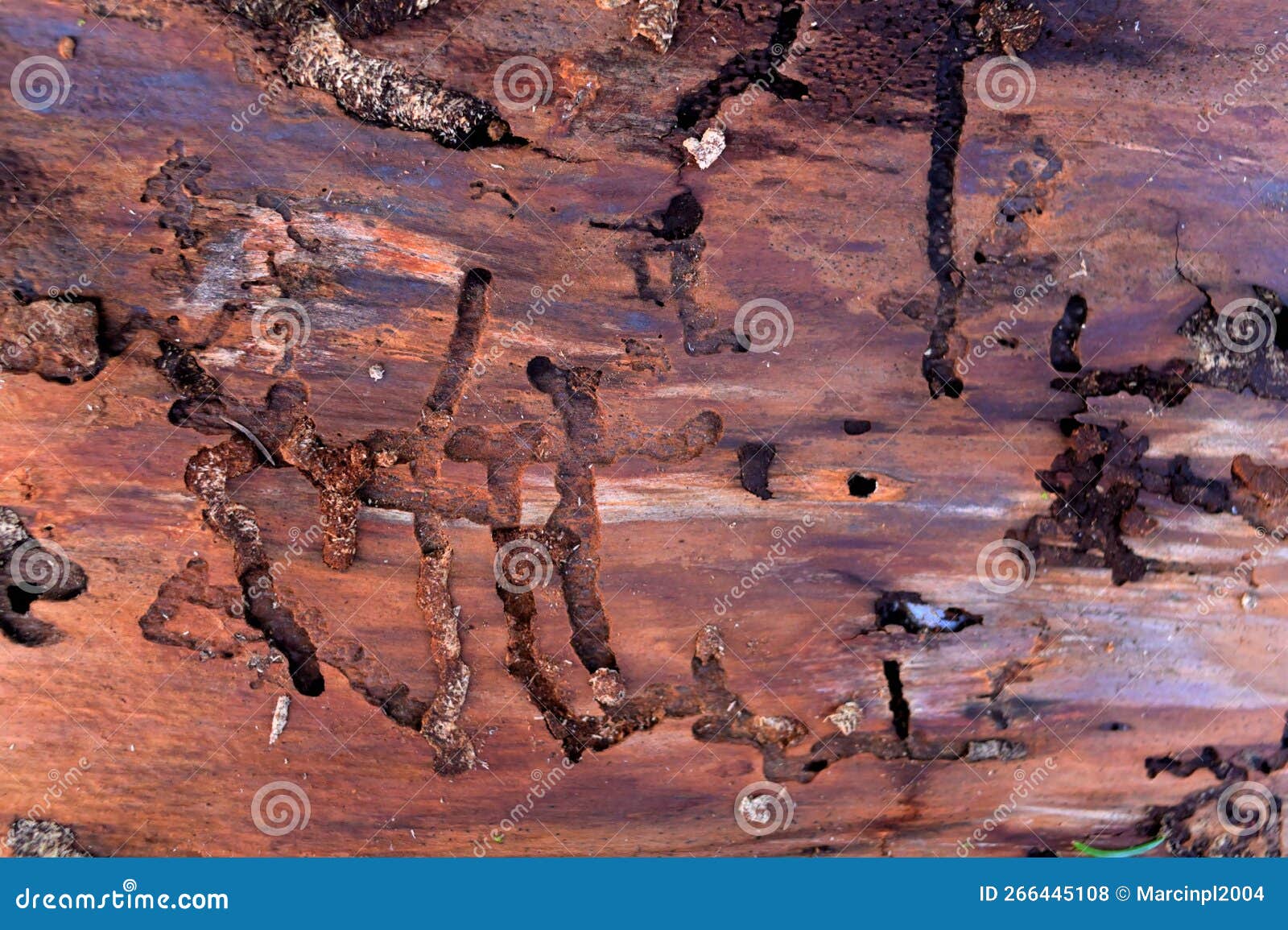 Tree bark from the inside stock photo. Image of beetles - 266445108