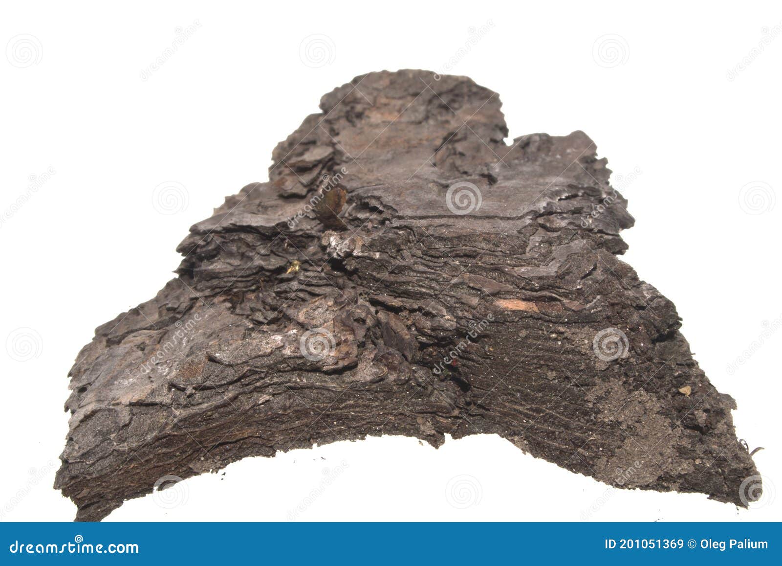 Tree Bark Isolated on White Background Stock Image - Image of slice ...