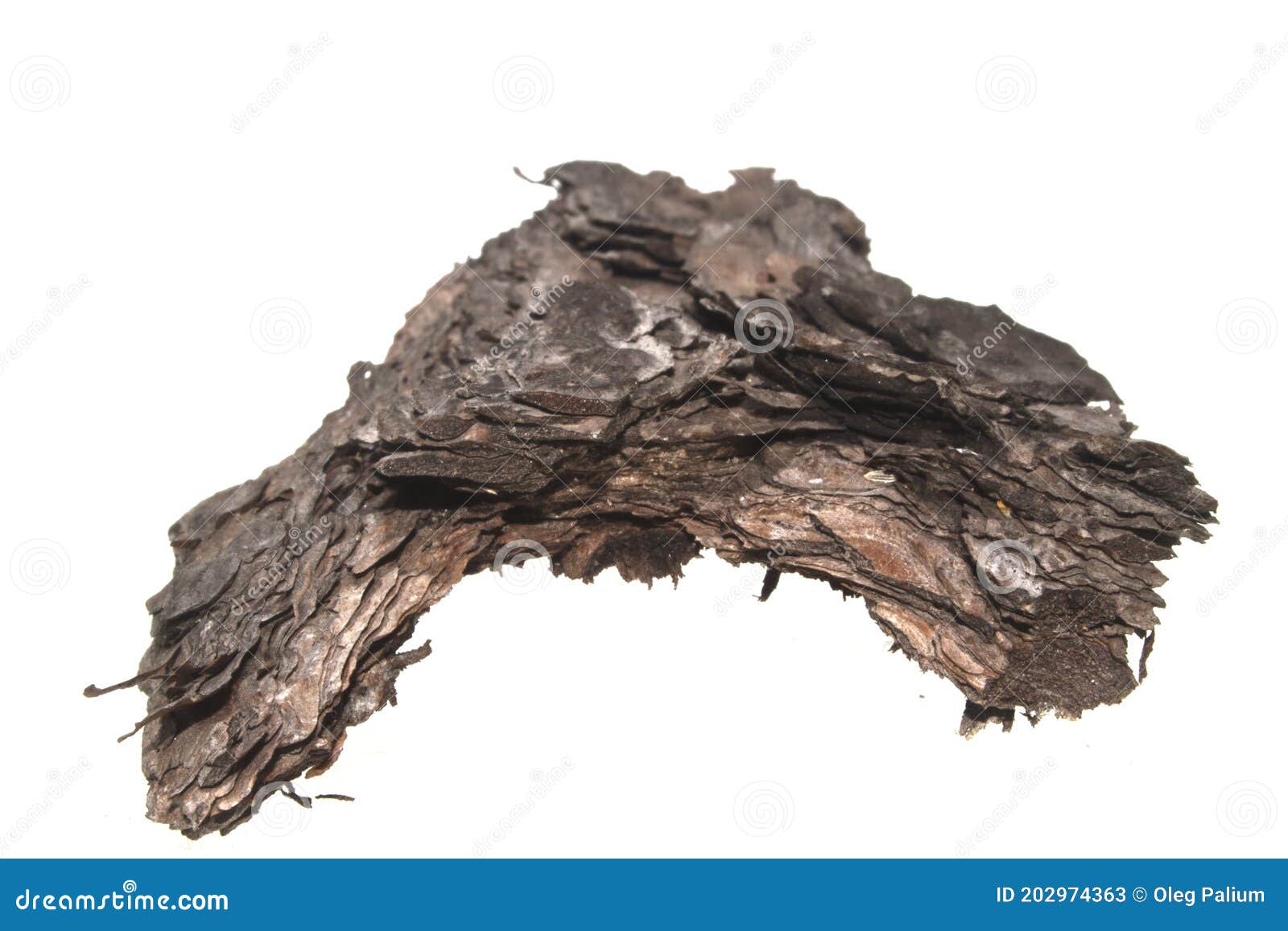 Tree Bark Isolated on White Background Stock Image - Image of plant ...