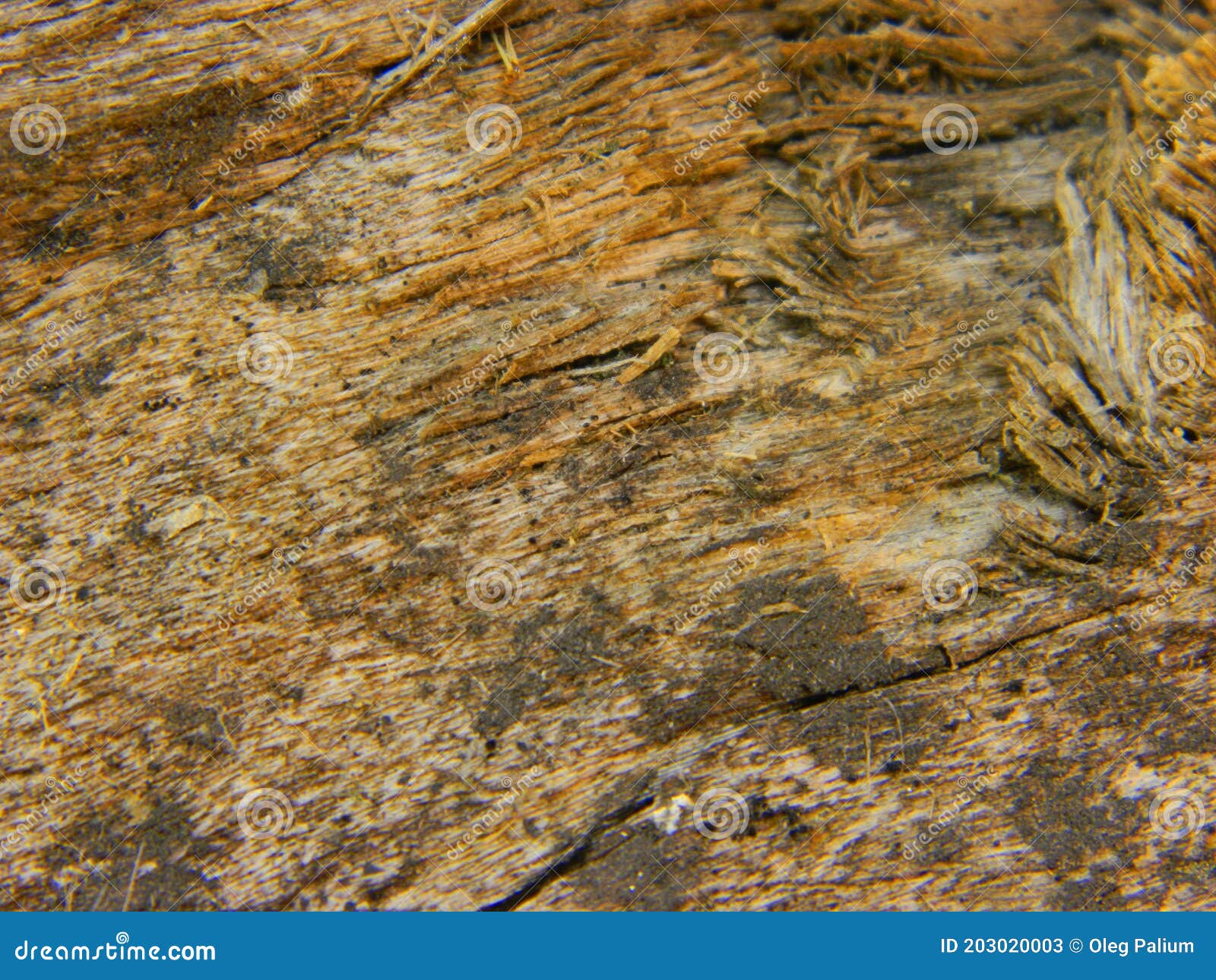 Tree Bark Isolated on White Background Stock Image - Image of object ...