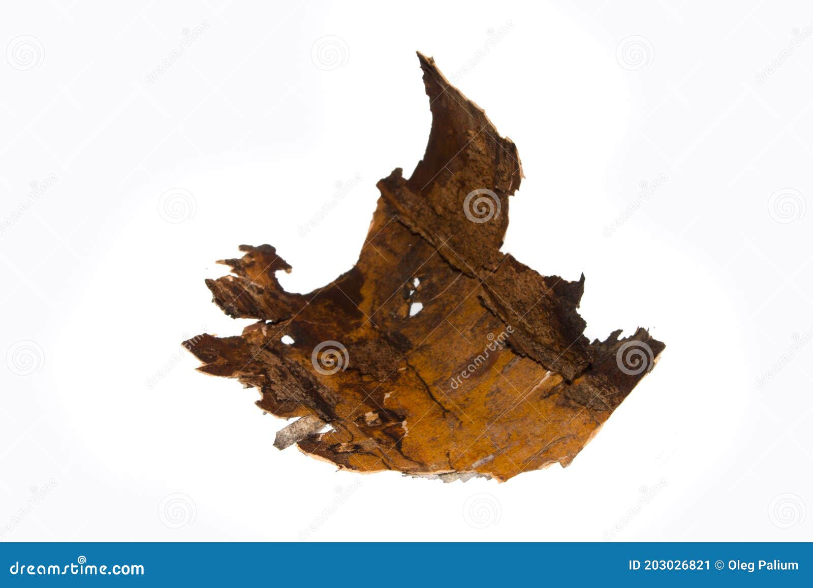 Tree Bark Isolated on White Background Stock Image - Image of space ...