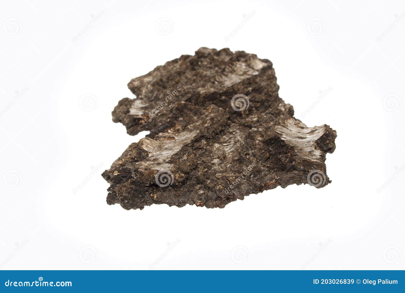 Tree Bark Isolated on White Background Stock Image - Image of bark ...