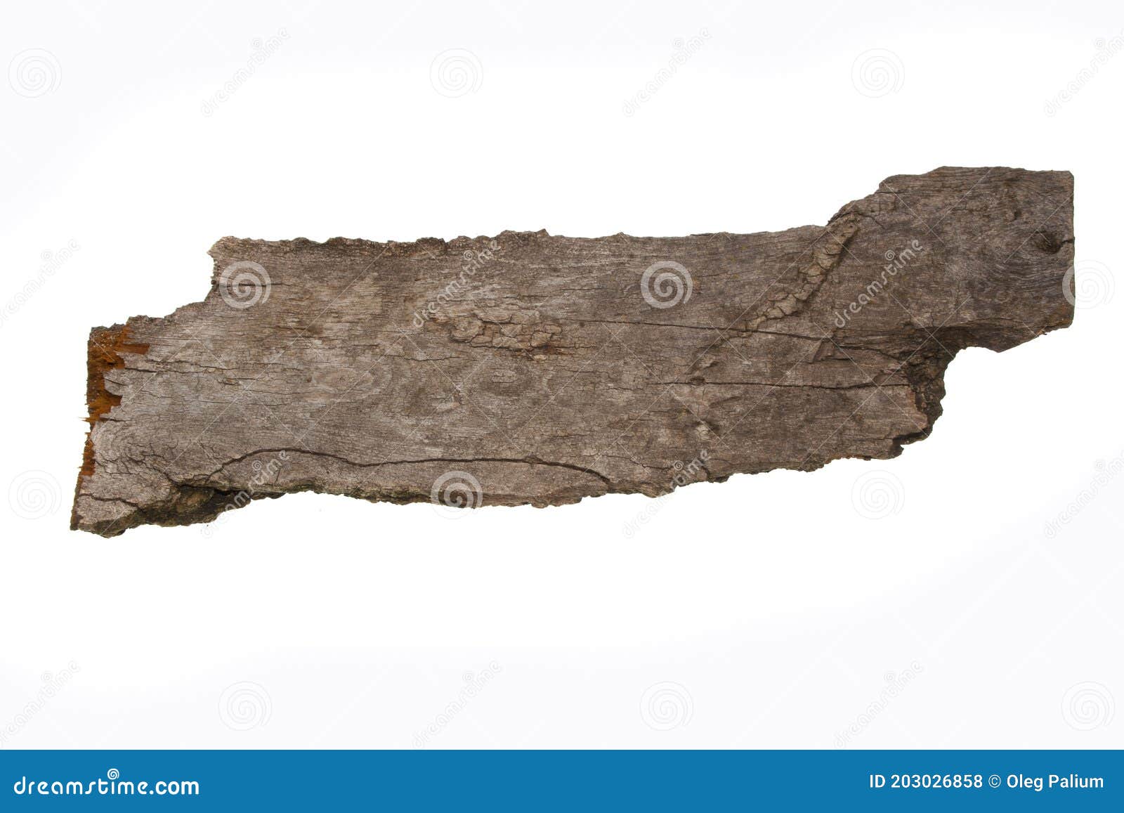 Tree Bark Isolated on White Background Stock Photo - Image of forest ...