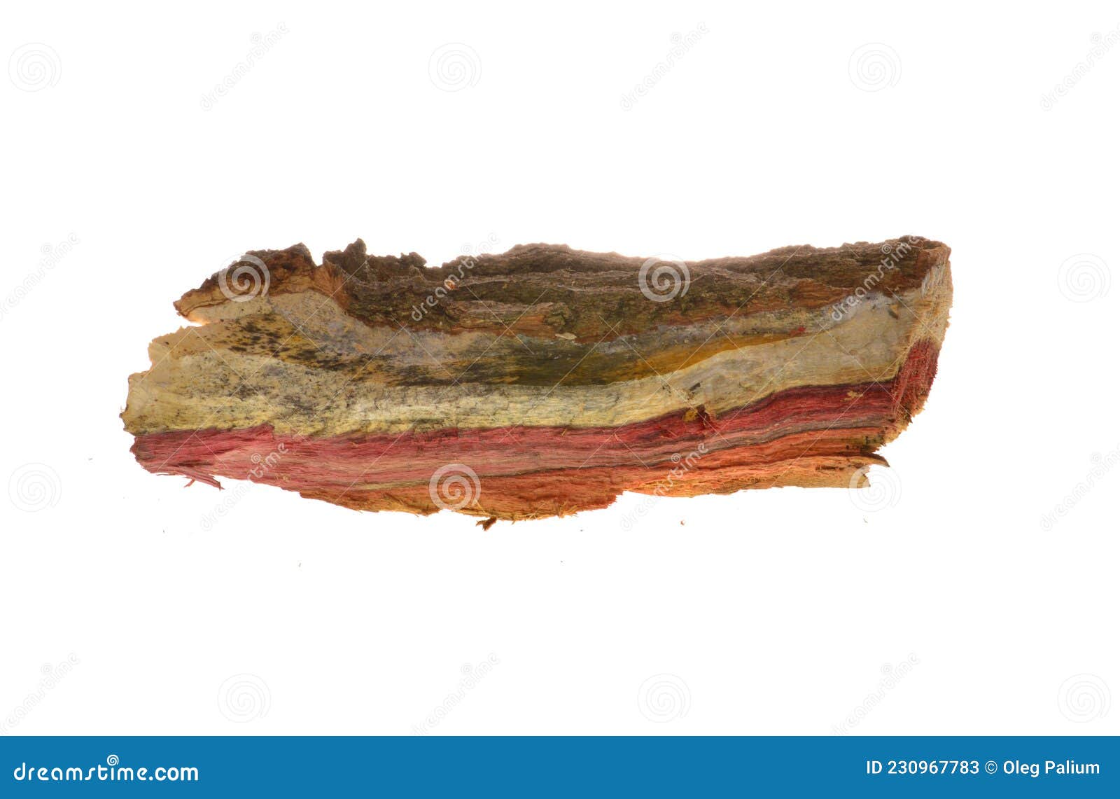 Tree Bark Isolated on White Background Stock Image - Image of texture ...