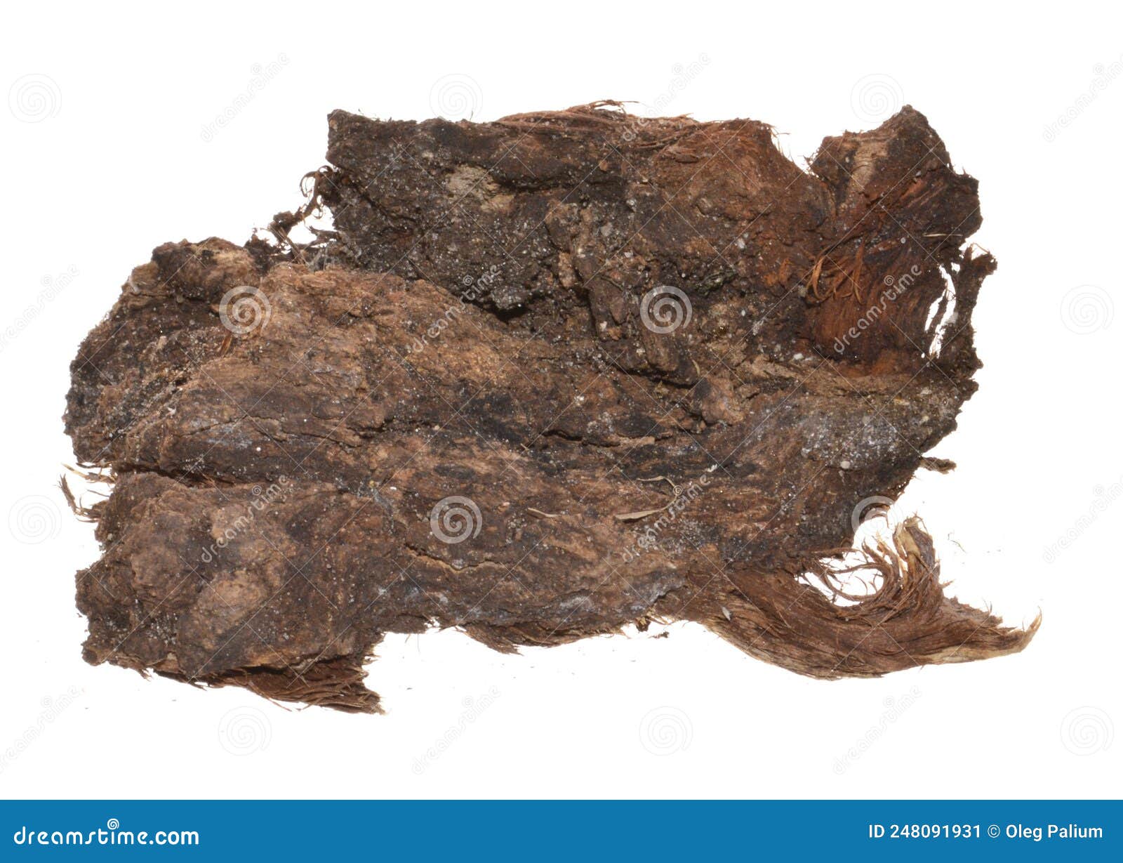 Tree Bark Isolated on White Background Stock Image - Image of bough ...