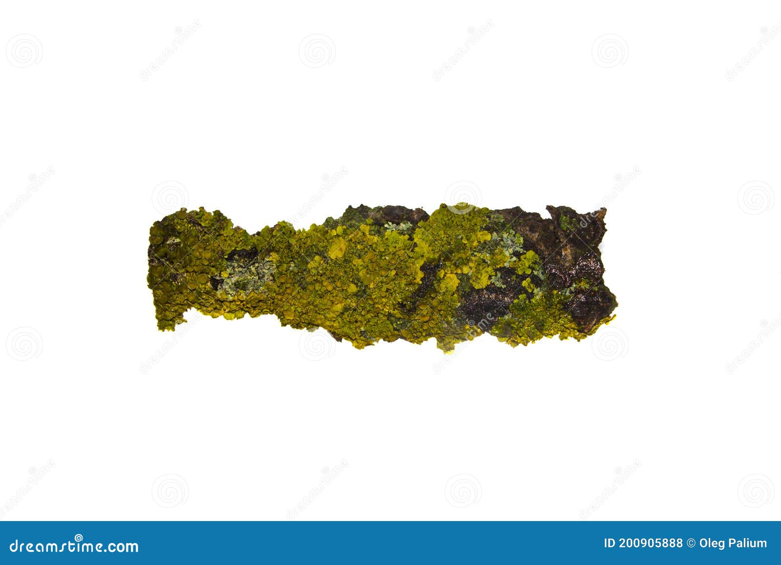 Tree Bark Isolated on White Background Stock Photo - Image of timber ...