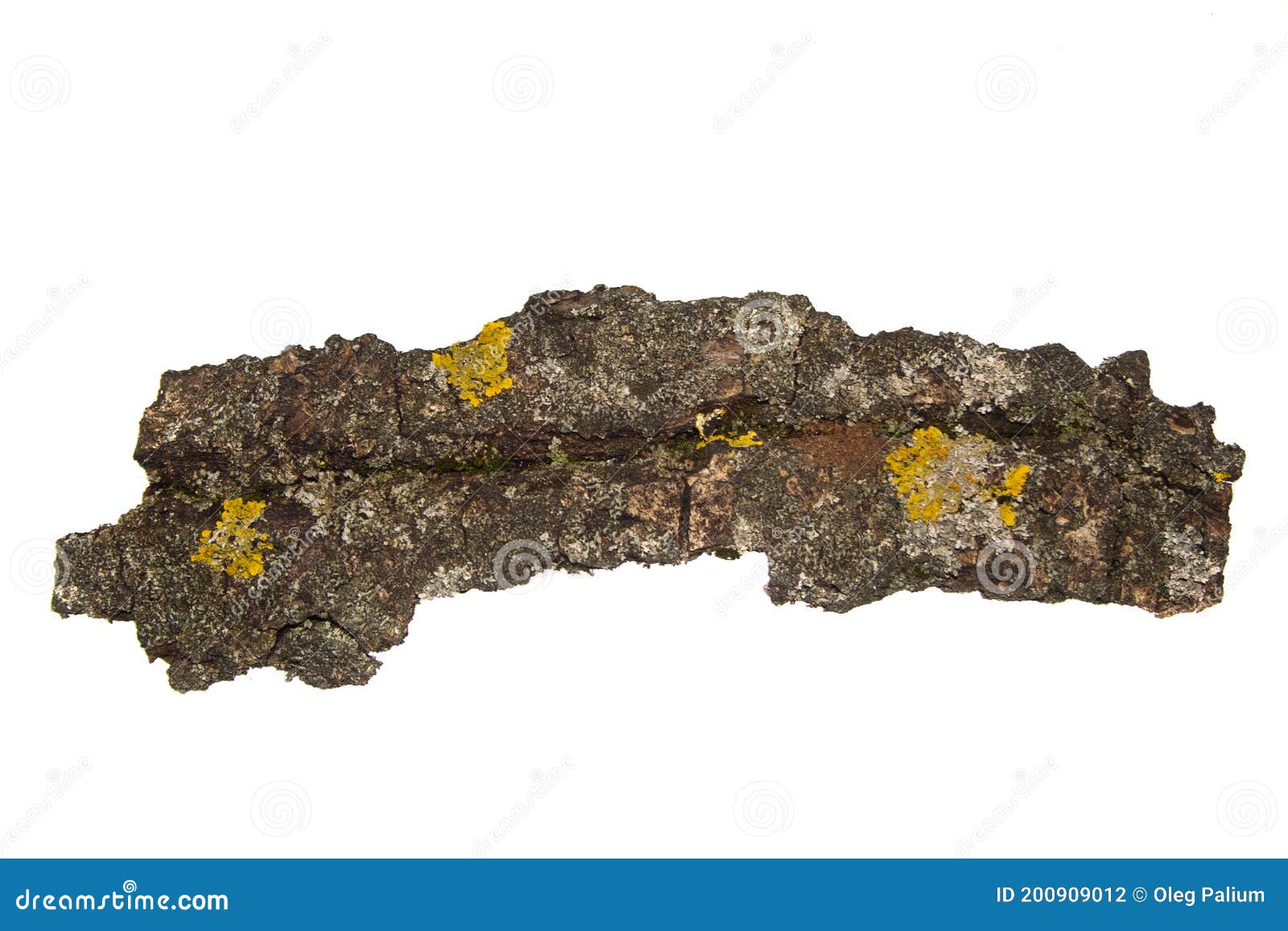 Tree Bark Isolated on White Background Stock Photo - Image of hardwood ...