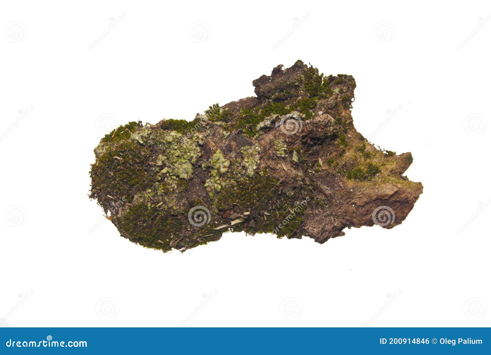 Tree Bark Isolated on White Background Stock Photo - Image of birch ...