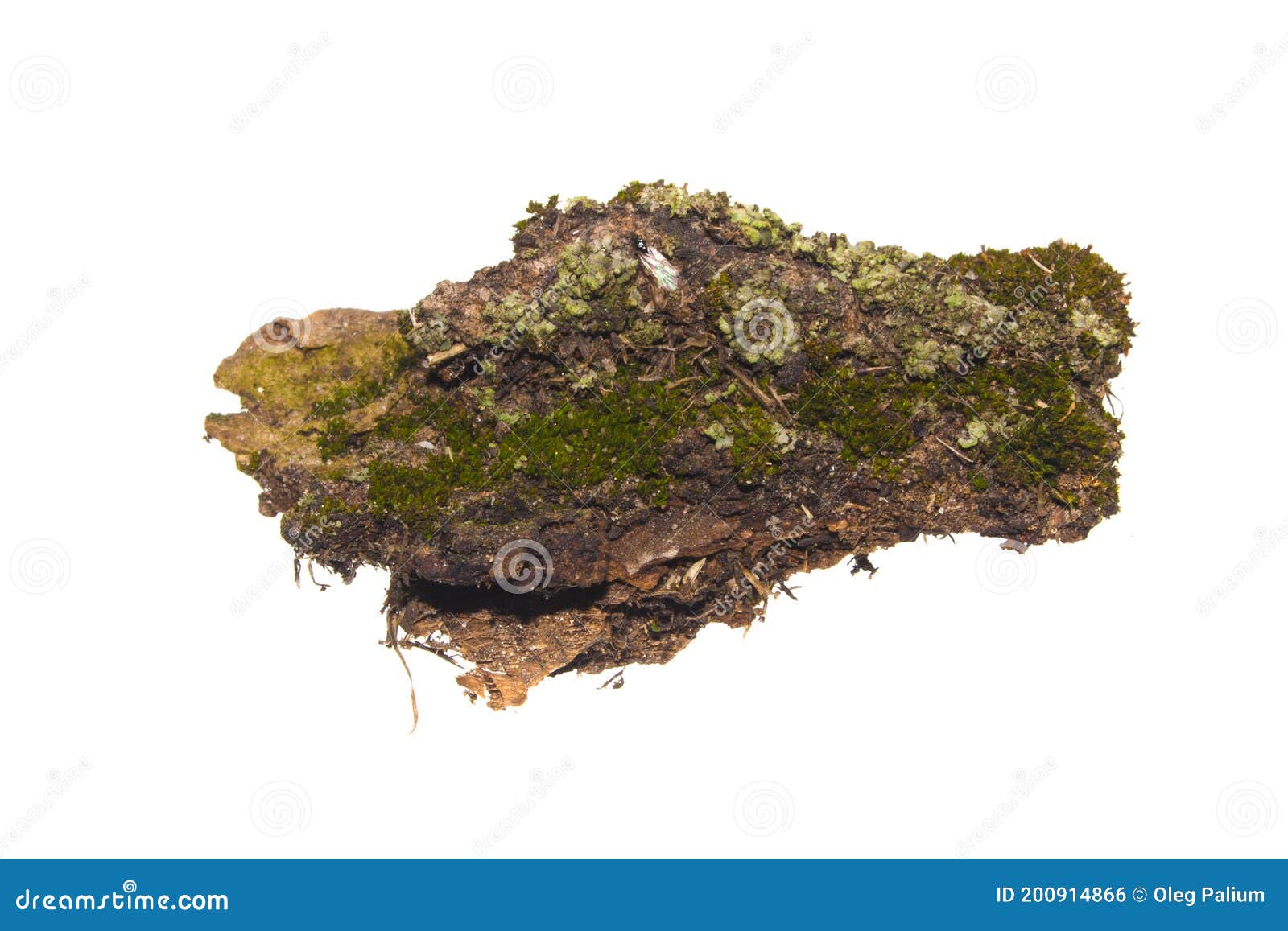 Tree Bark Isolated on White Background Stock Photo - Image of element ...