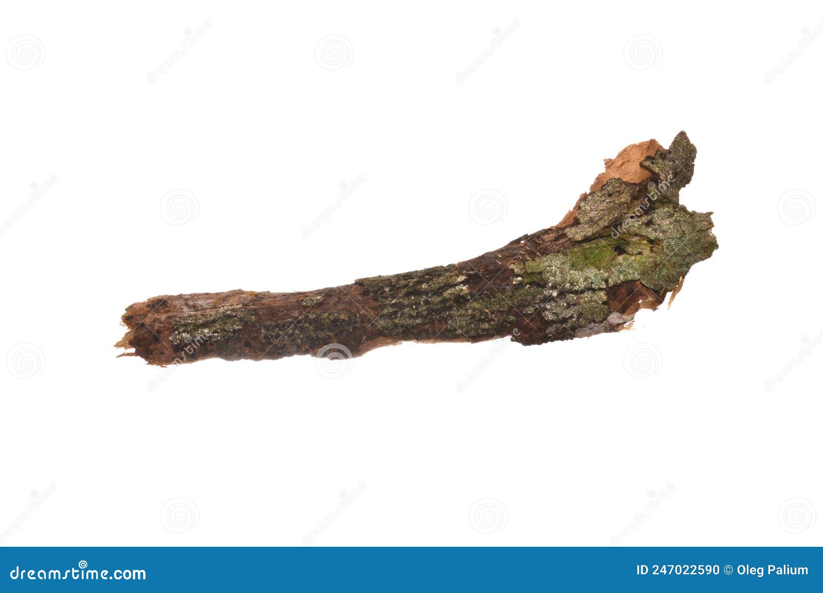 Tree Bark Isolated on White Background Stock Photo - Image of aging ...