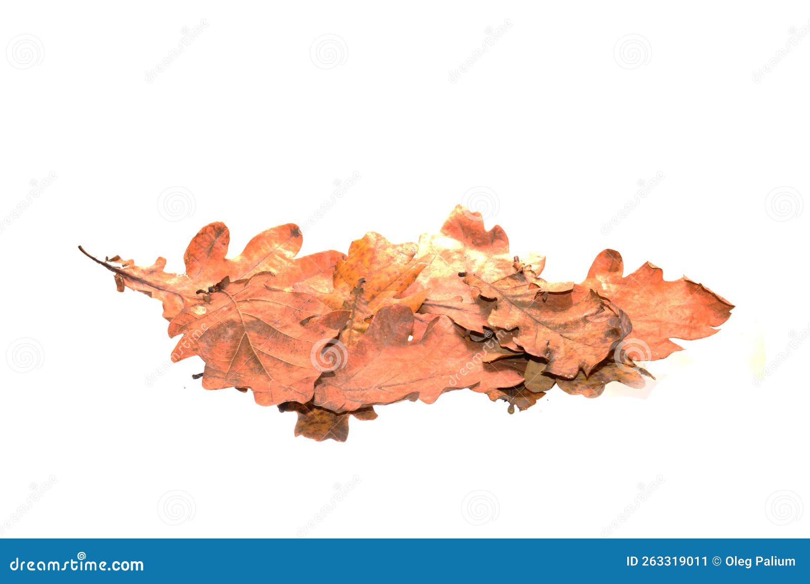 Tree Bark Isolated On White Background Stock Image Image Of Piece Nature 263319011