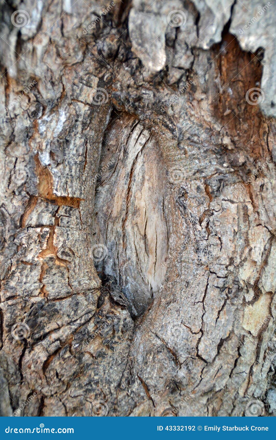 Tree bark with a knot stock photo. Image of forrest, wooden - 43332192