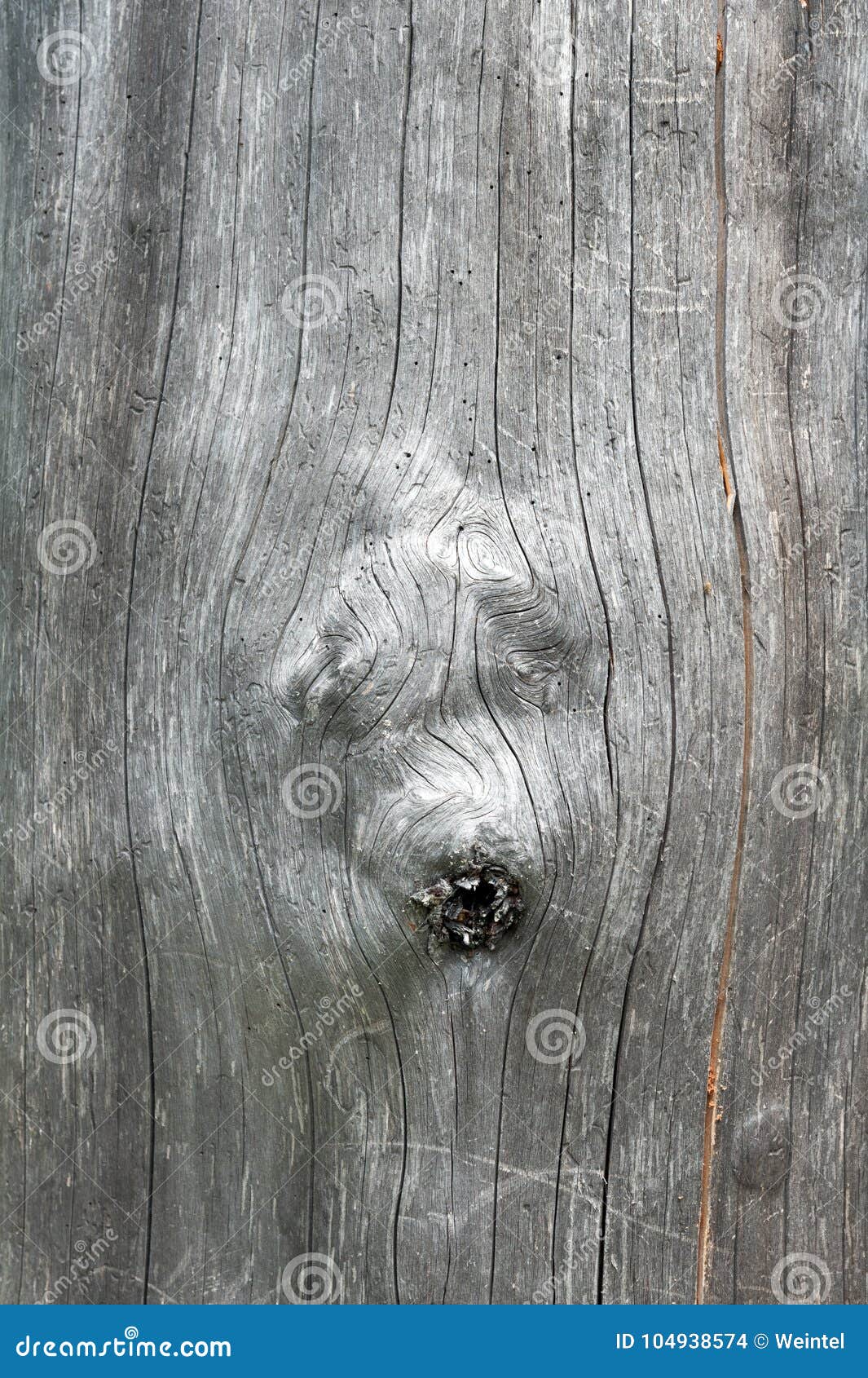 Tree Bark with Knothole stock photo. Image of nature - 104938574
