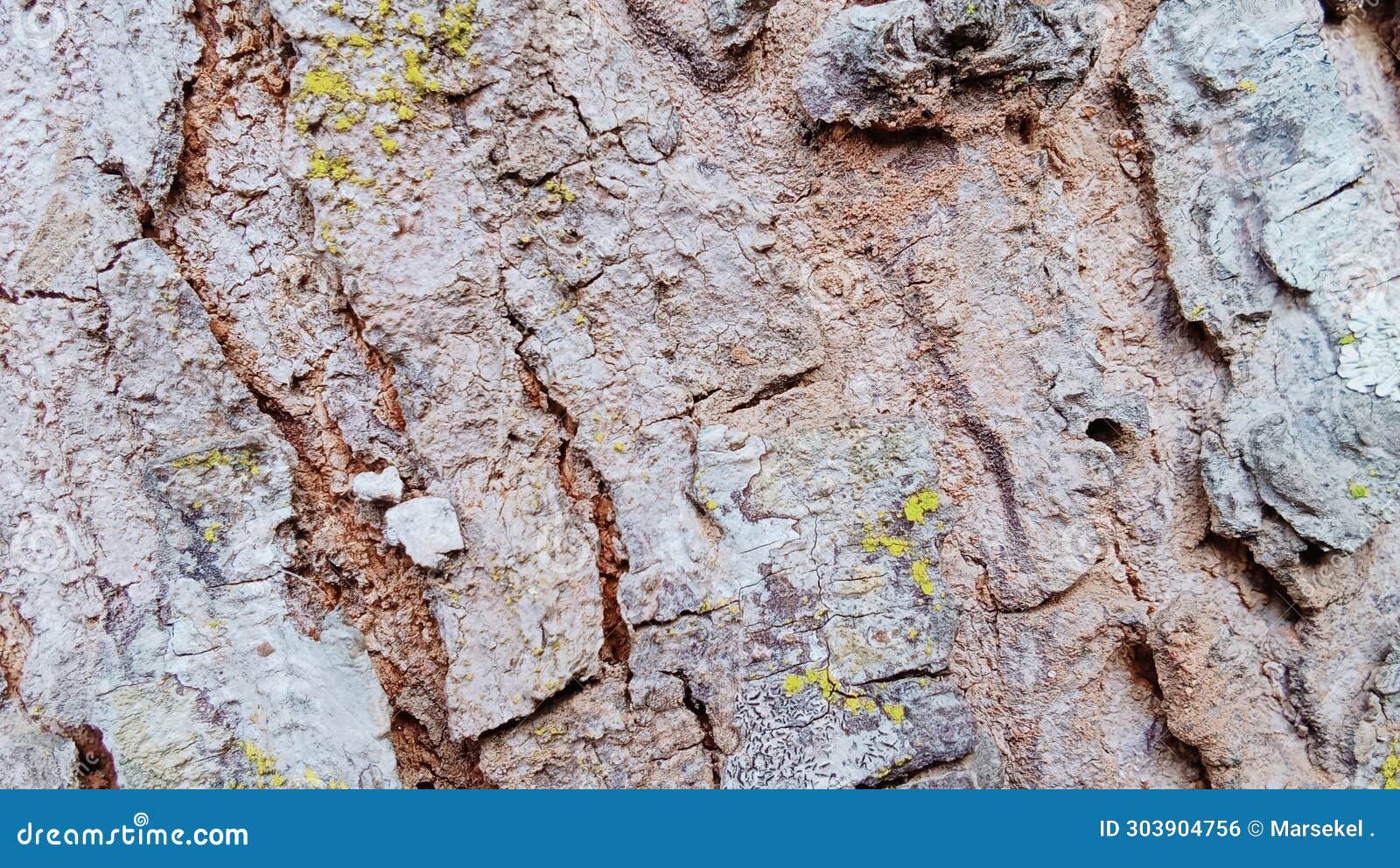 Tree Bark from a Large, Old Tree Stock Photo - Image of brown, nature ...