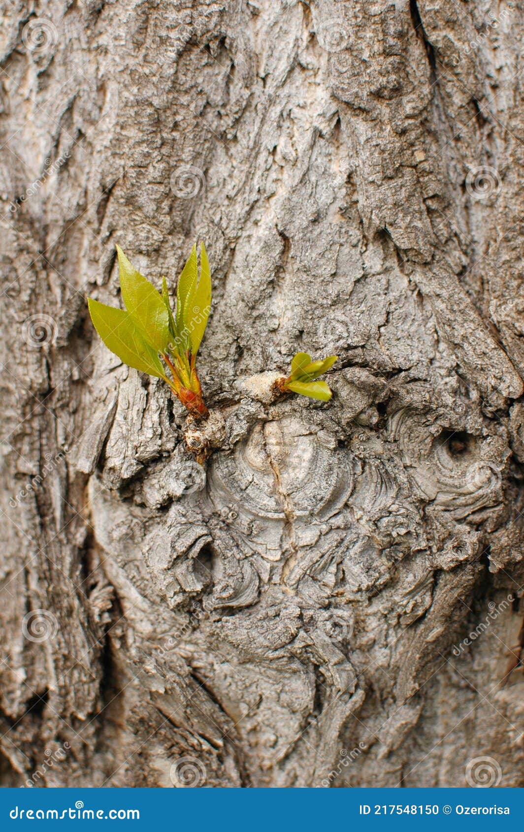 Tree Bark, Leaves Grow on Tree Bark, Texture Stock Photo - Image of ...