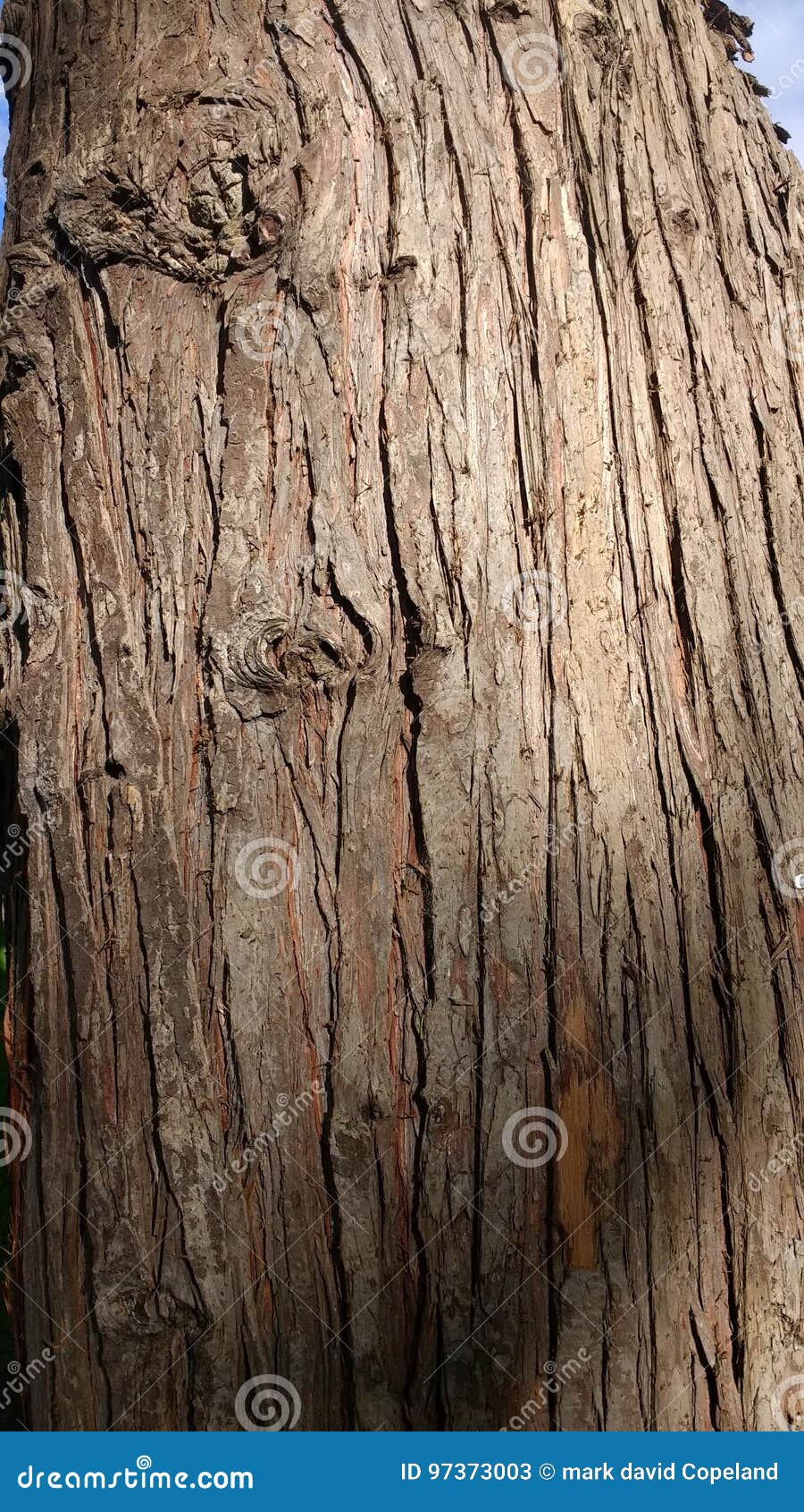 Tree bark life stock image. Image of trunk, tree, life - 97373003